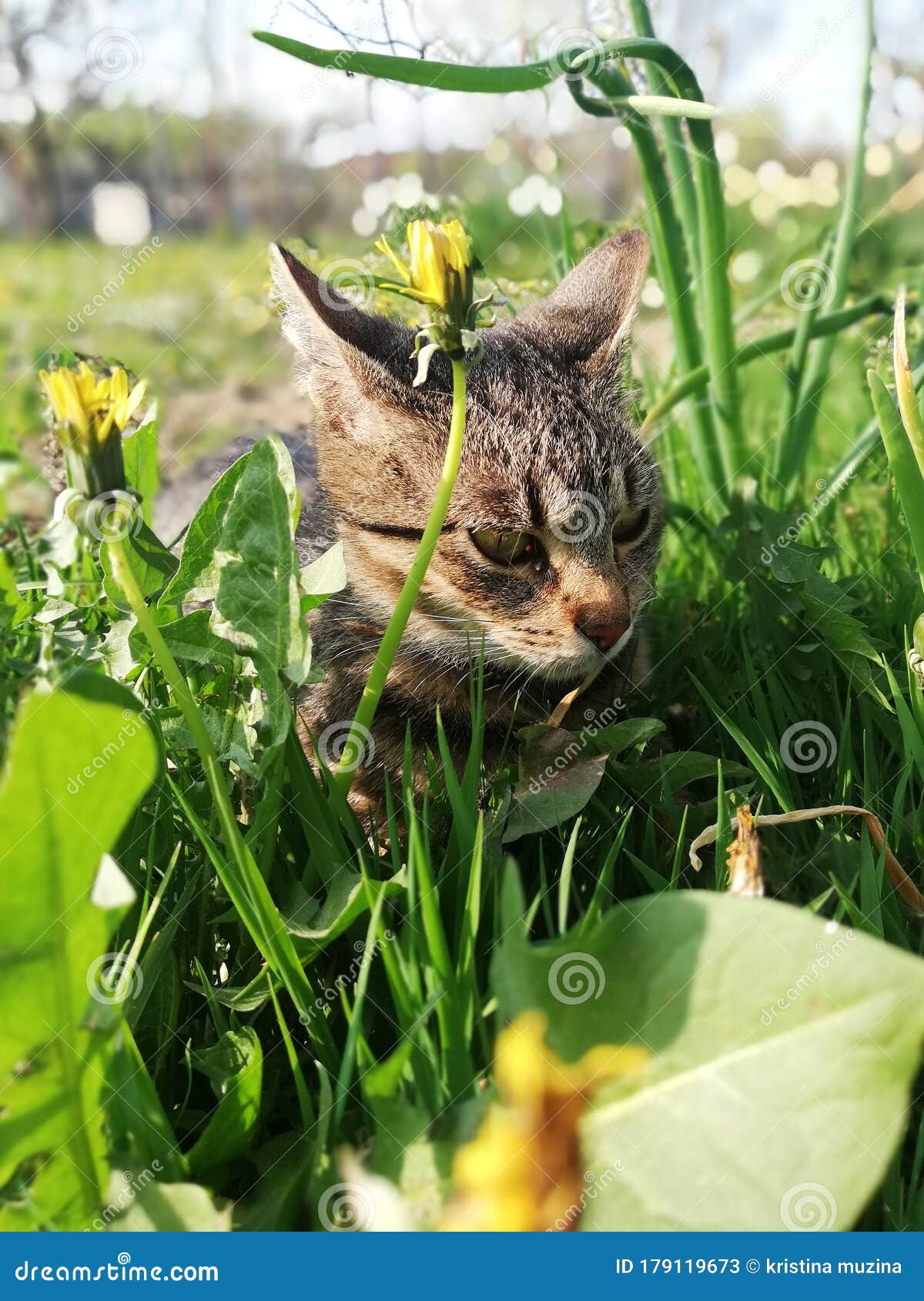 Cat in the nature stock image. Image of wild, tigercat - 179119673