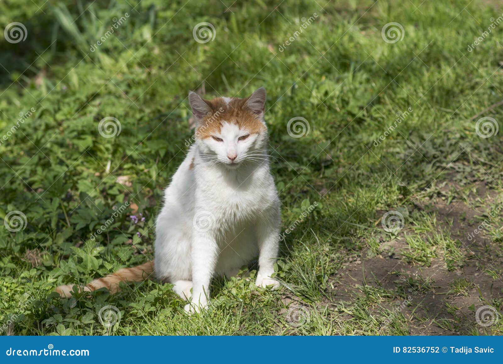 Cat in nature stock photo. Image of pedigree, face, cute - 82536752
