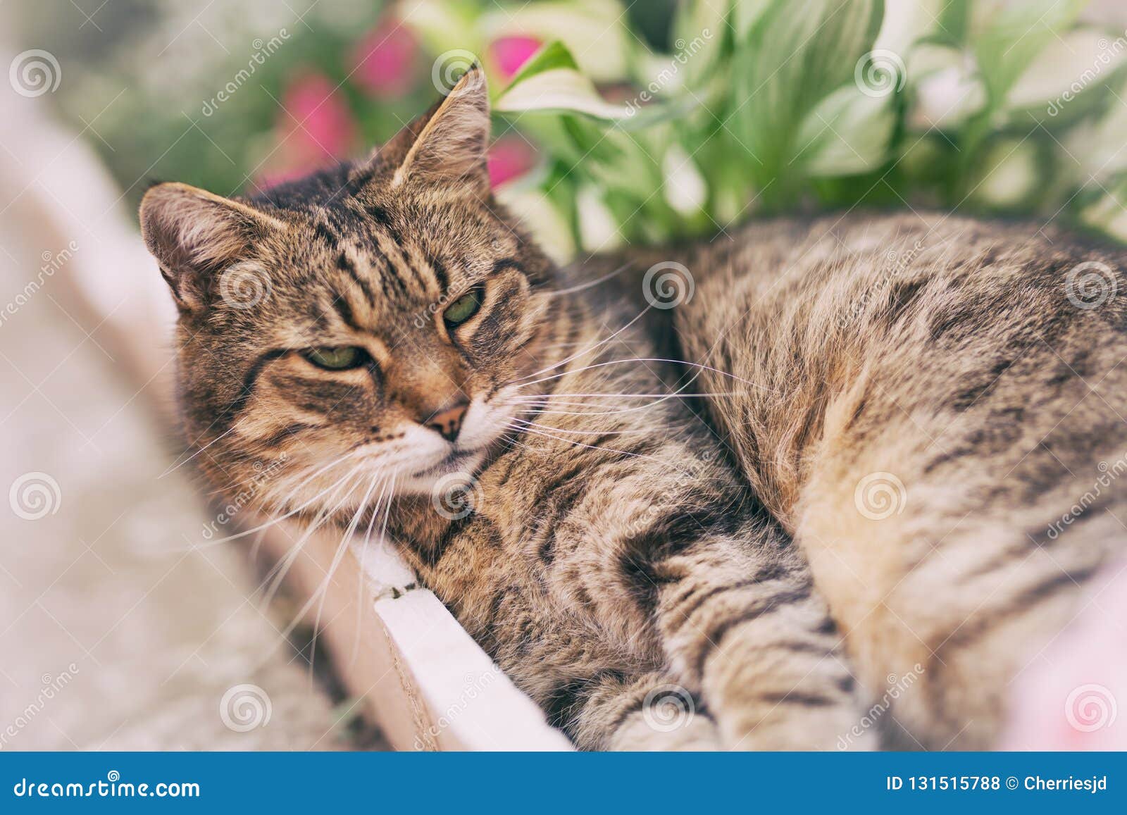 Pampered Cat Enjoy in Nature Stock Photo - Image of kitten, face: 131515788