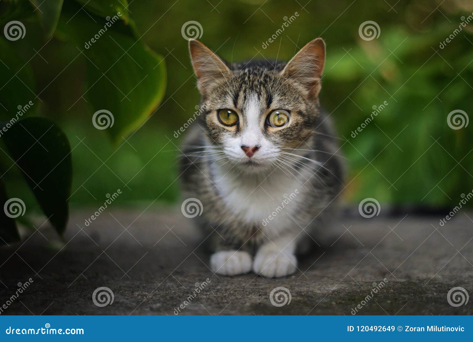 Cat in the nature stock image. Image of nature, kitty - 120492649