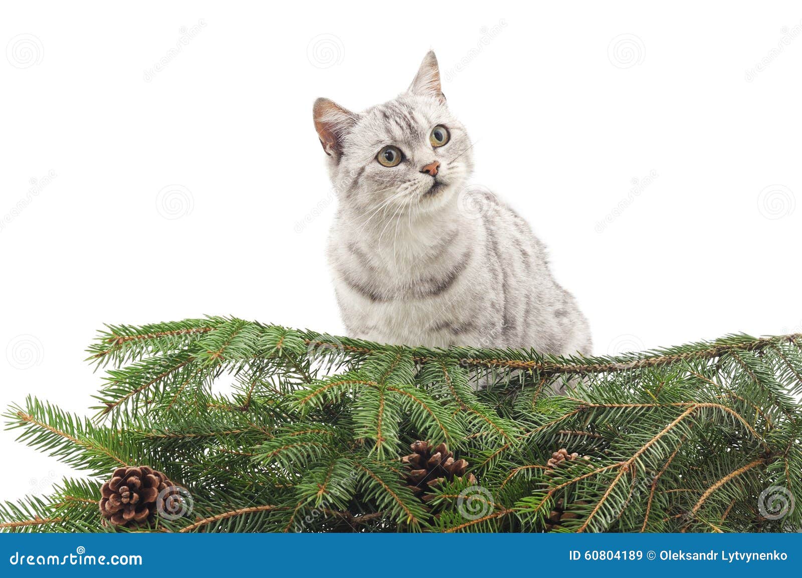Cat Near the Christmas Tree. Stock Image - Image of green, cute: 60804189