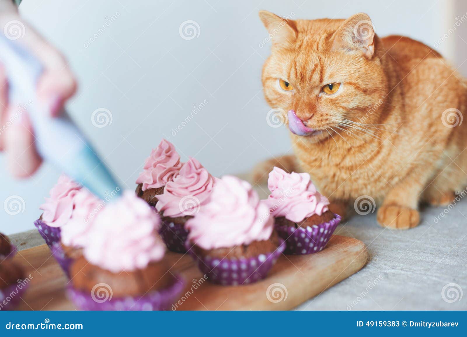 Cat Eating Cupcake