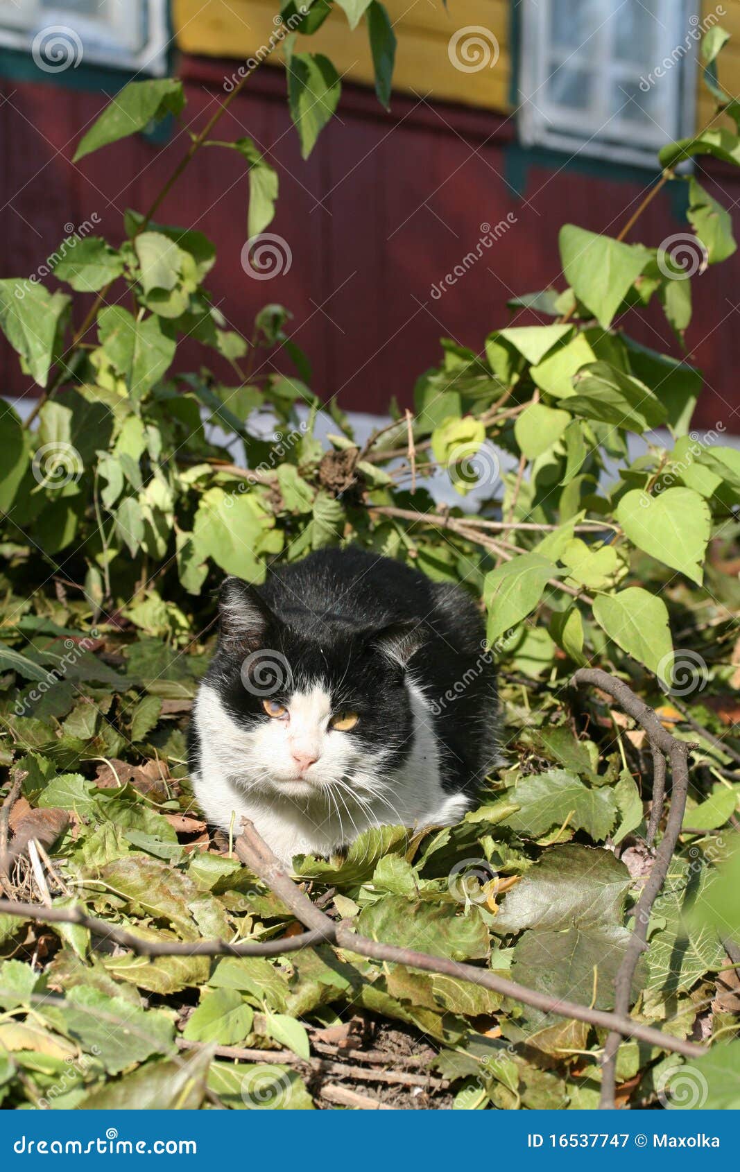 Cat near the house stock image. Image of wooden, autumn - 16537747