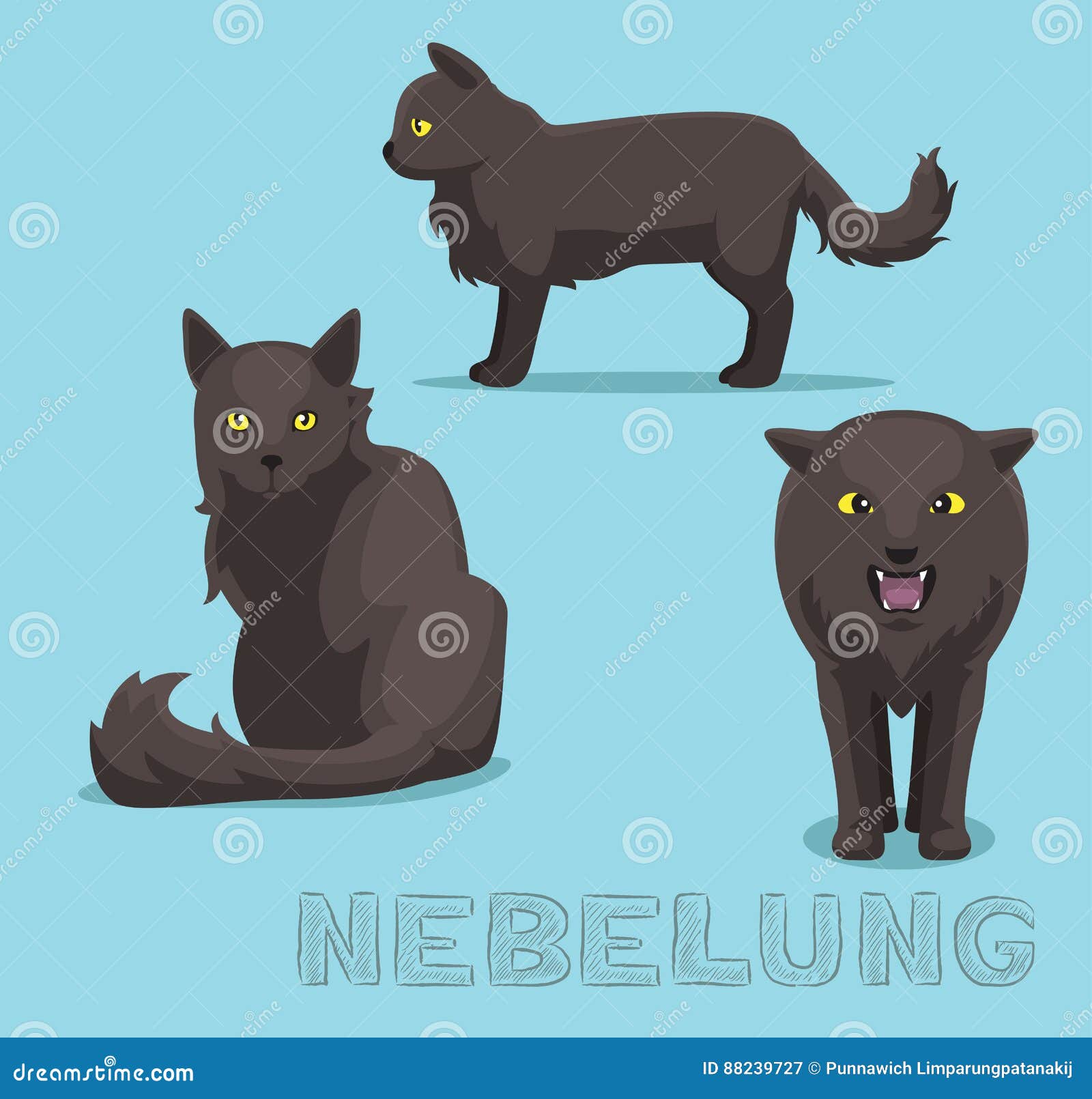 Nebelung Cat Longhaired Russian Blue Breed Isolated On White Background ...
