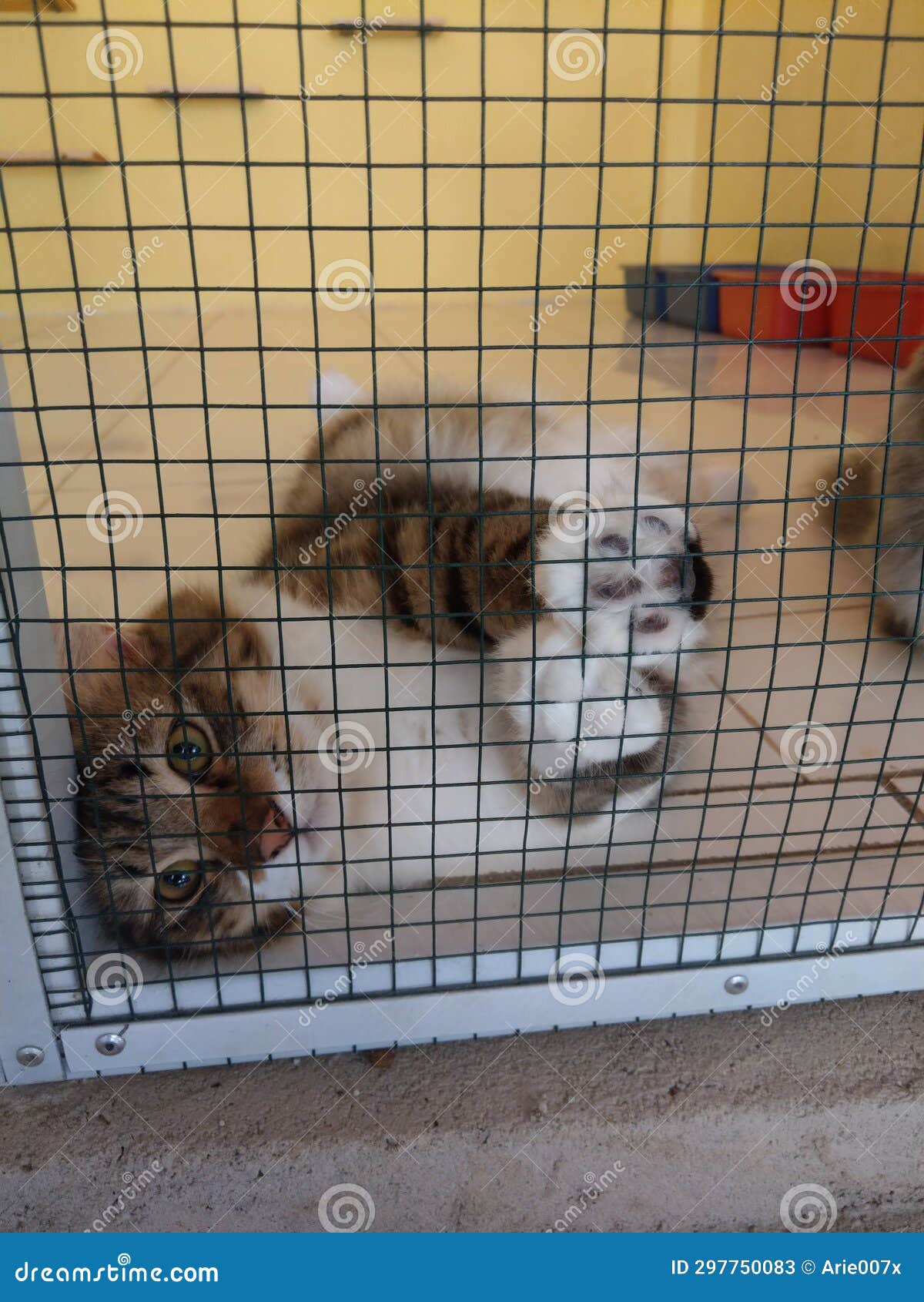 Cat need help in some home stock image. Image of home - 297750083