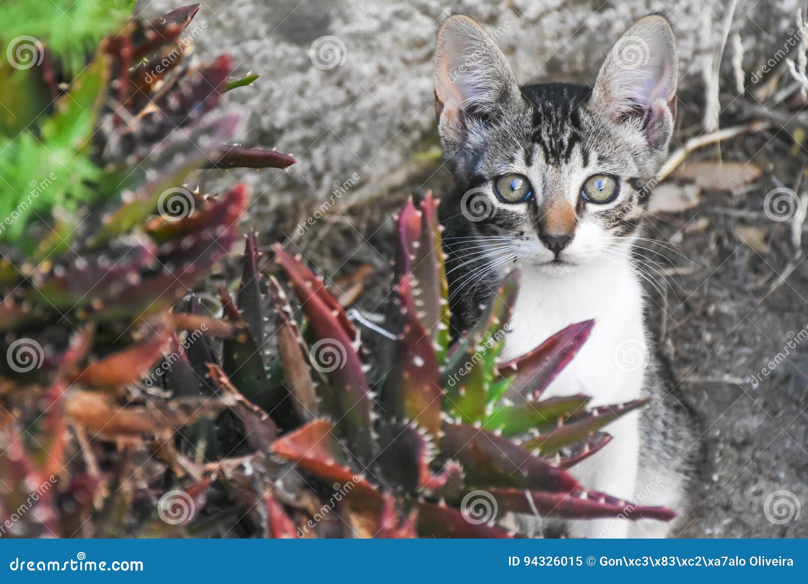 Cat in the neighborhood stock image. Image of looking - 94326015