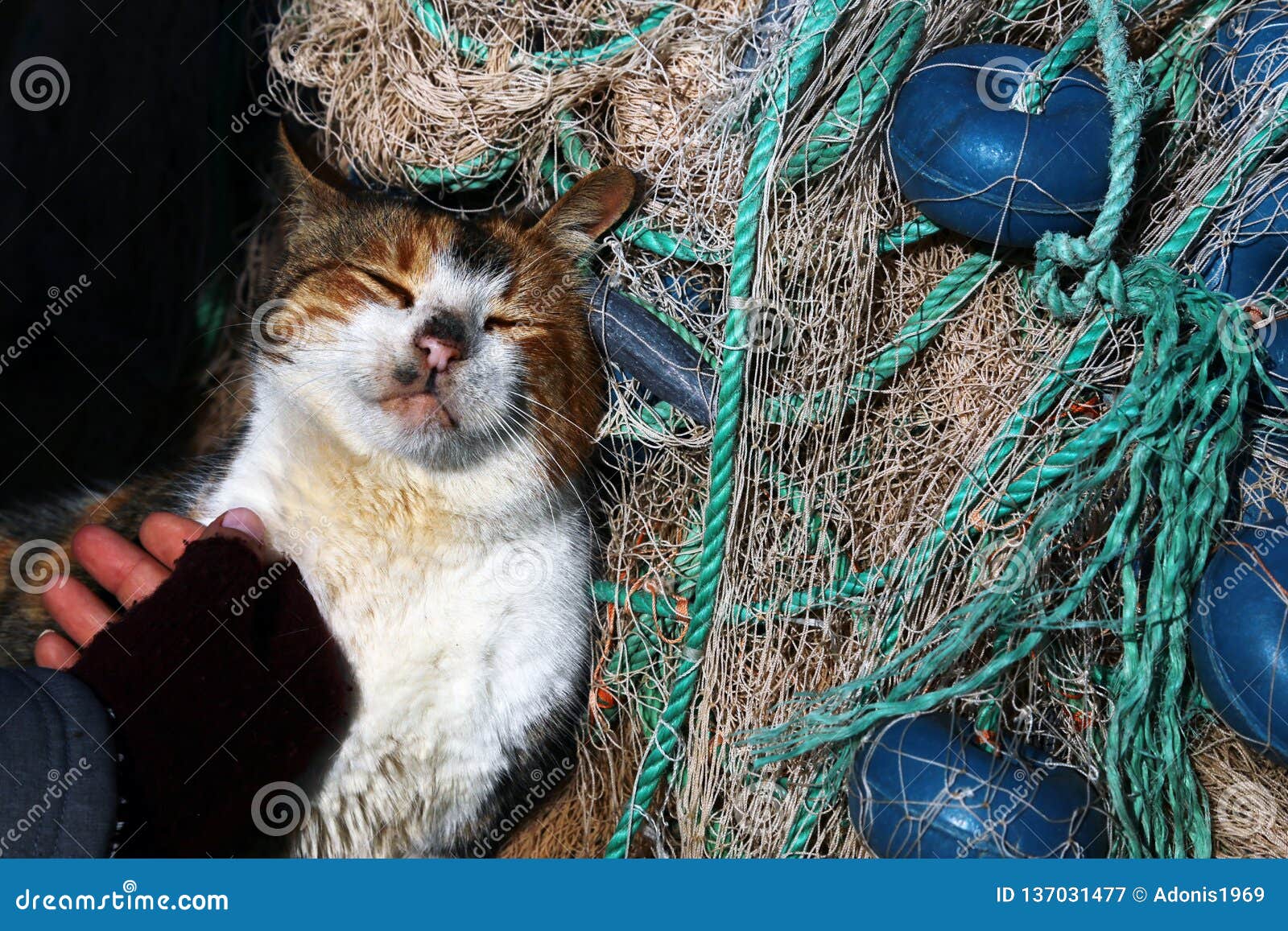 Cat in net stock image. Image of happy, fingerless, love - 137031477