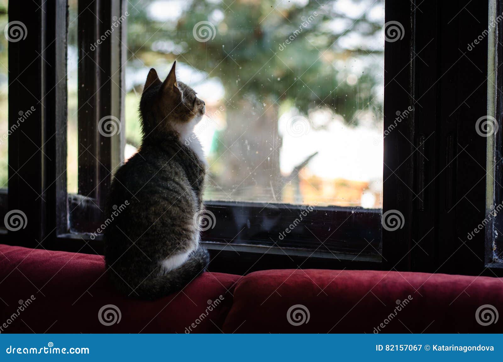 Cat next to the window stock image. Image of watching - 82157067