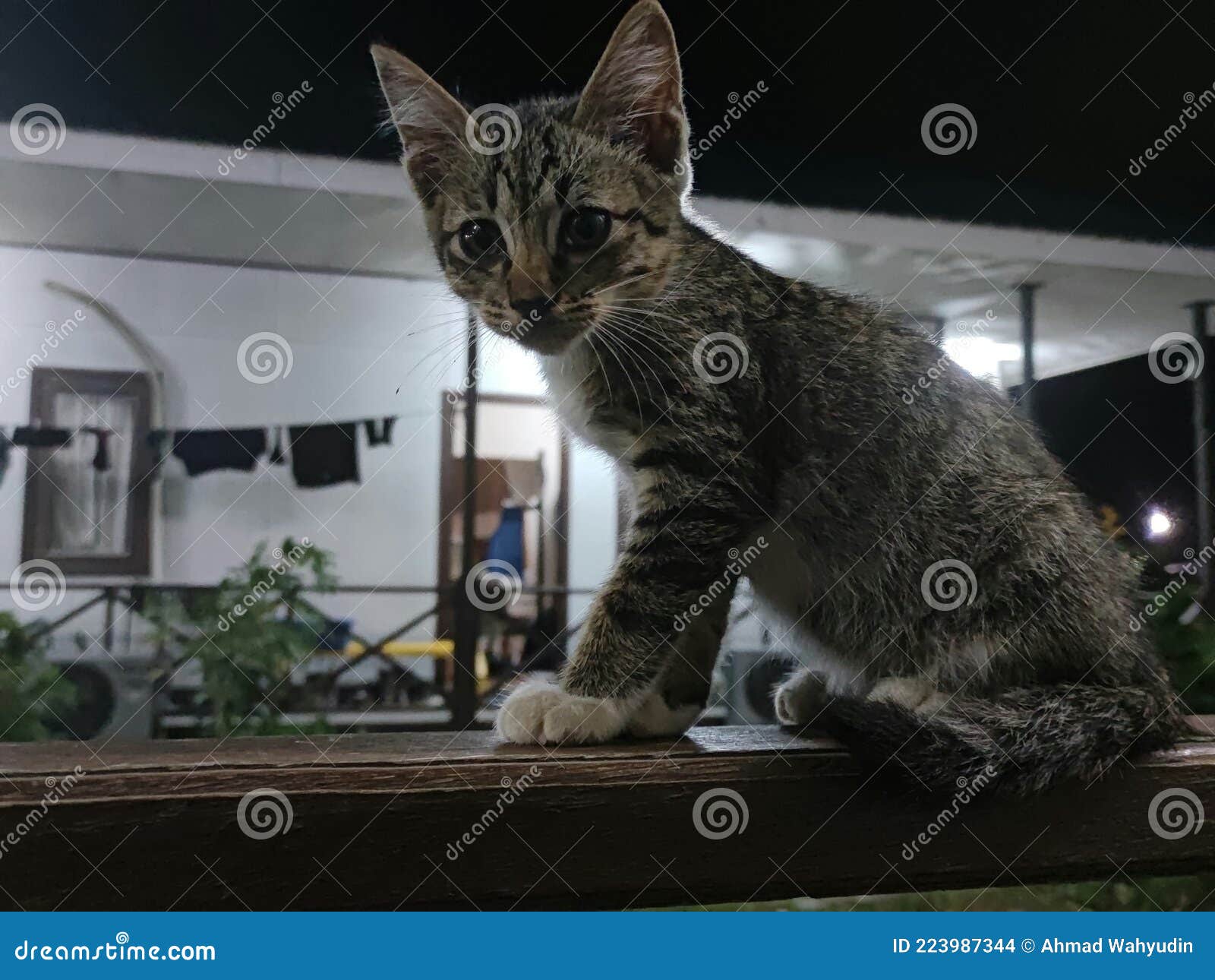 Cat at night stock photo. Image of animals, animal, night - 223987344