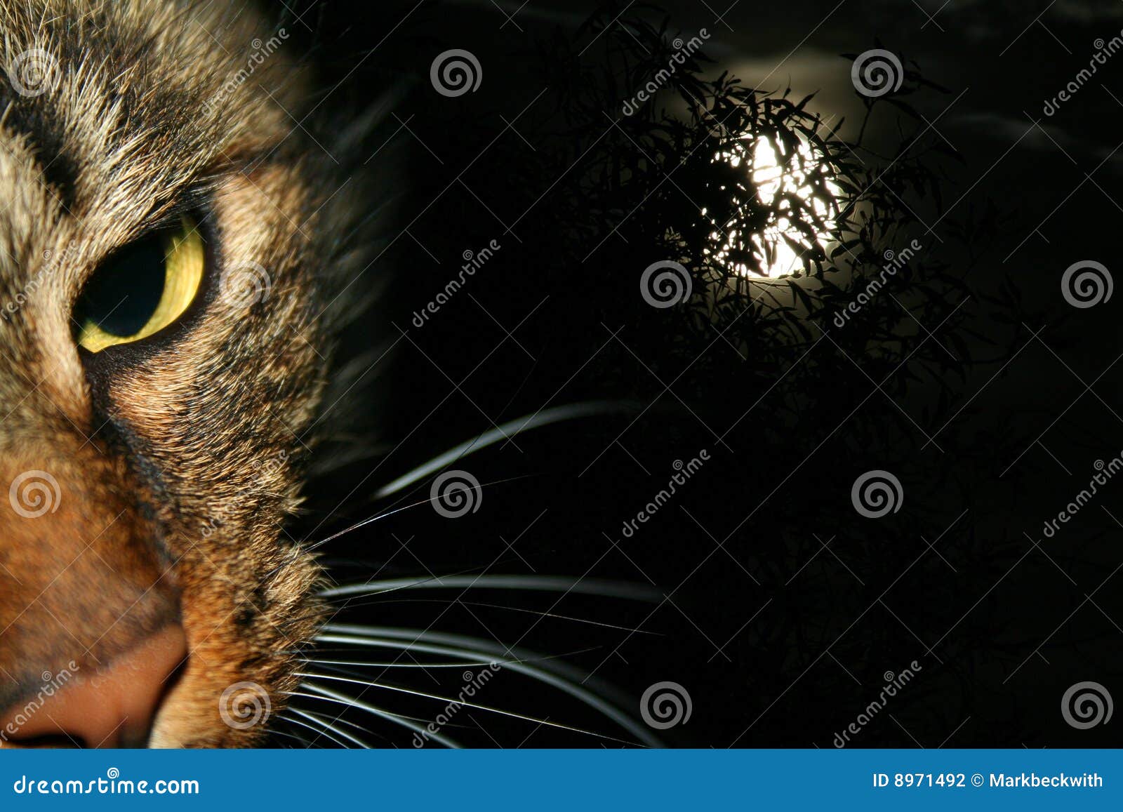 Cat at night stock photo. Image of strange, night, carnivorous - 8971492