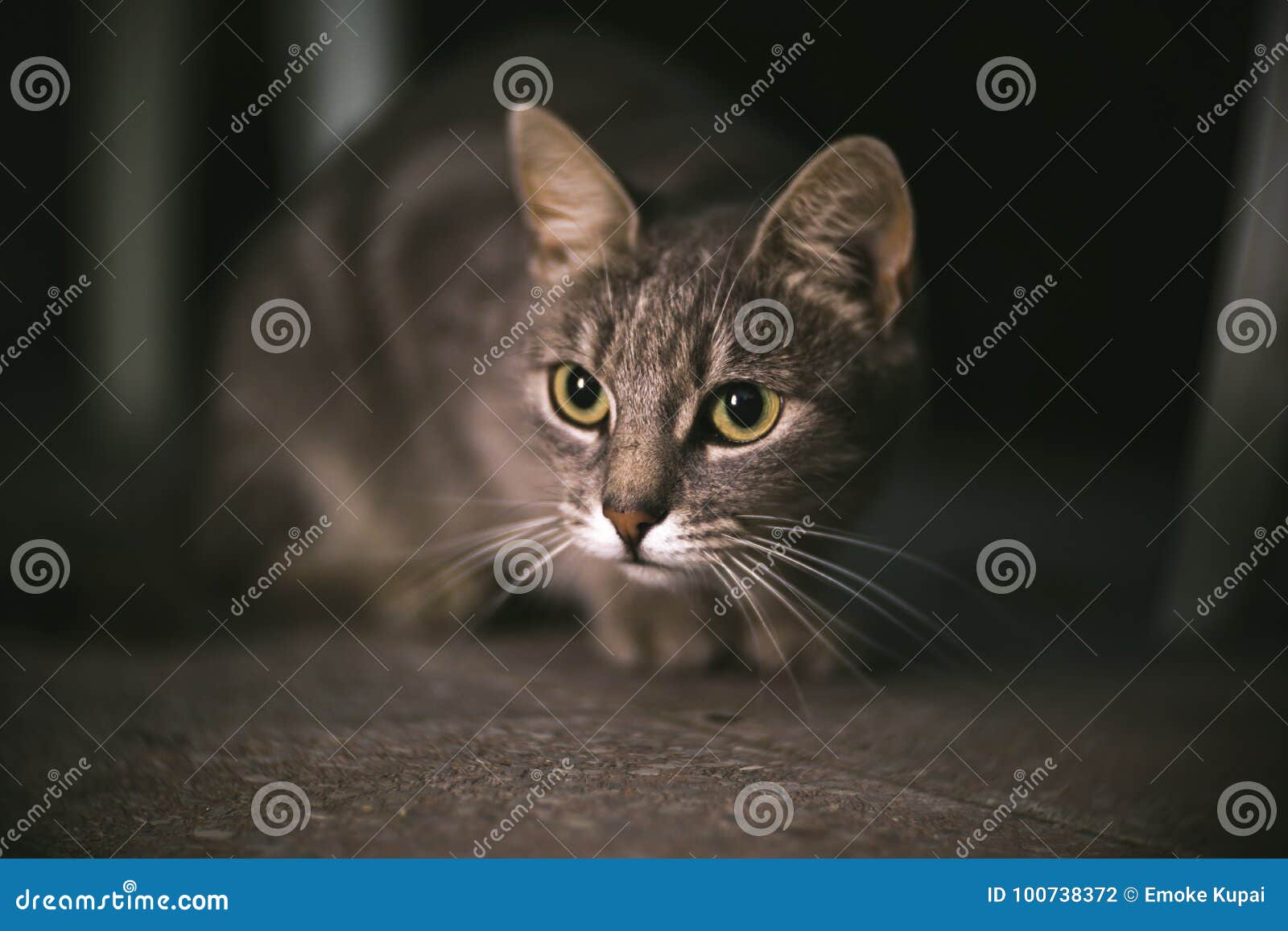Cat at Night stock photo. Image of kittens, look, close - 100738372