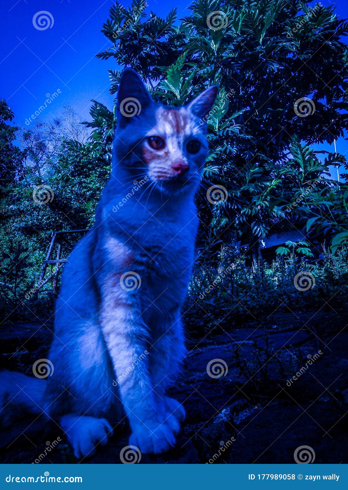 The cat night stock photo. Image of beuty, wonderful - 177989058