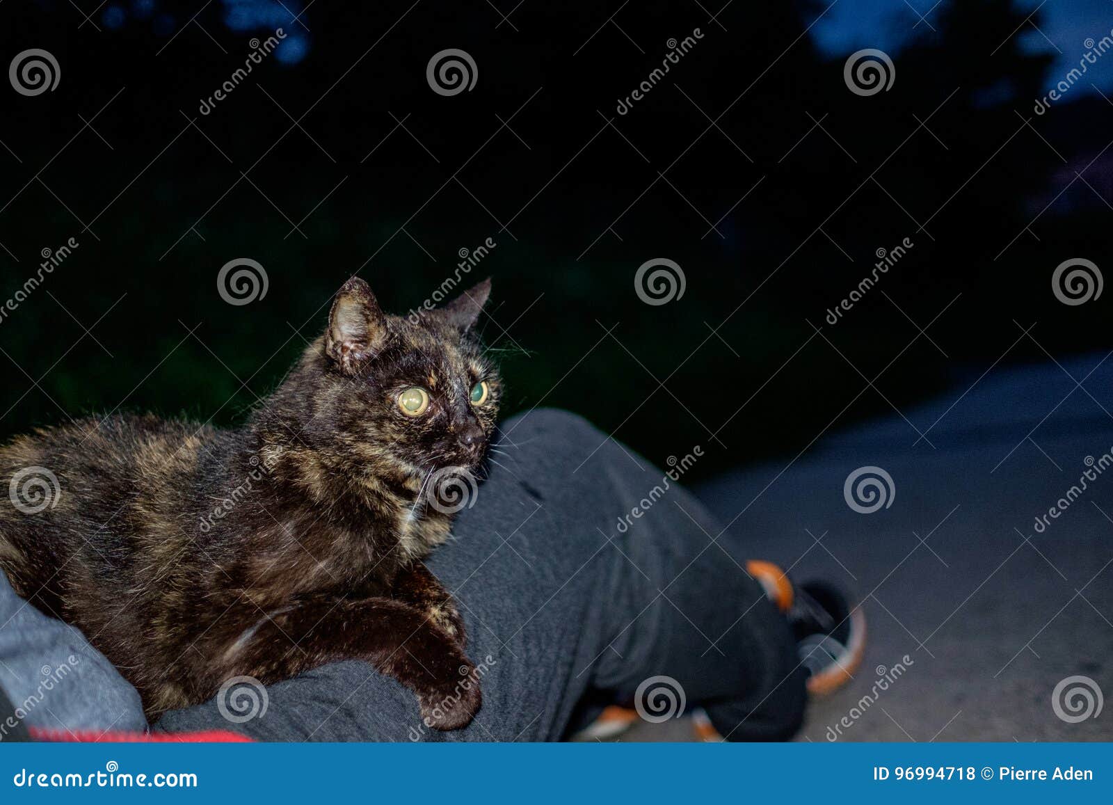 Cat at night stock photo. Image of exterior, coronation - 96994718