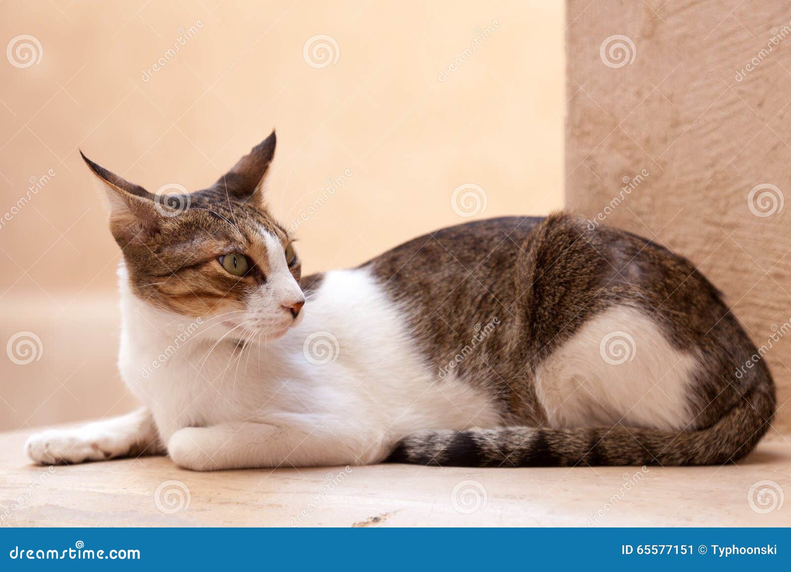 Cat in Nizwa, Oman stock image. Image of gulf, domestic - 65577151