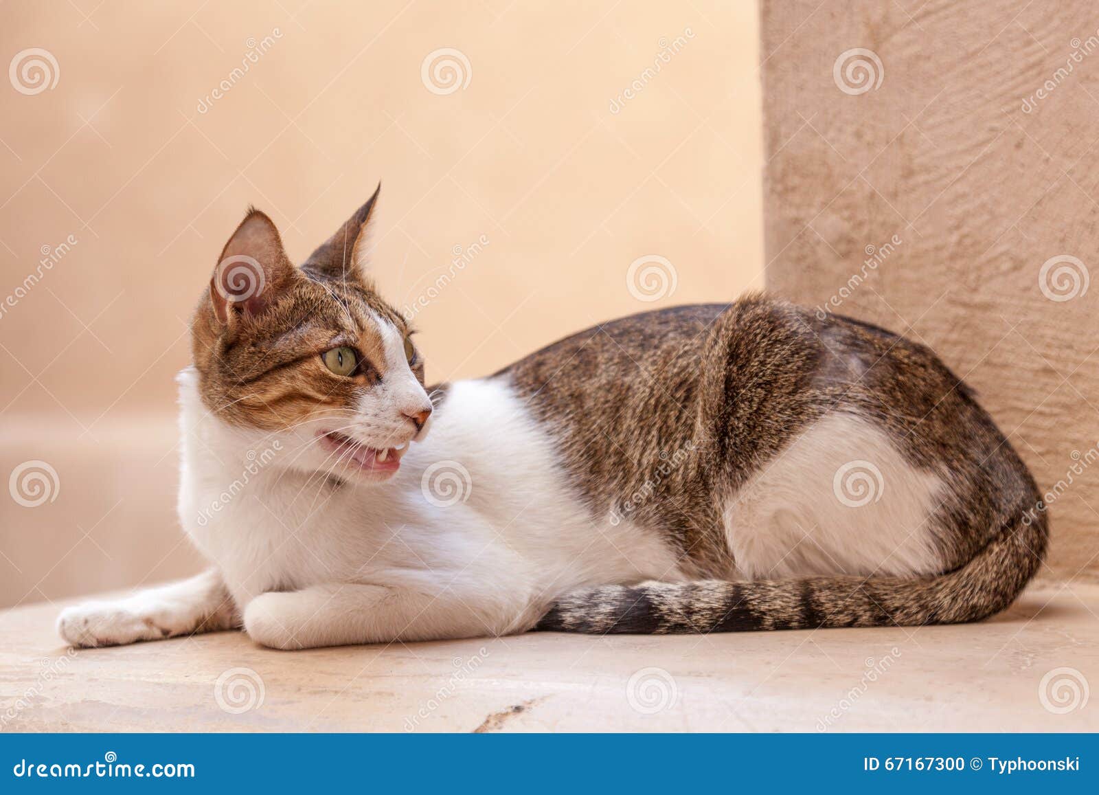Cat in Nizwa, Oman stock photo. Image of middle, oman - 67167300