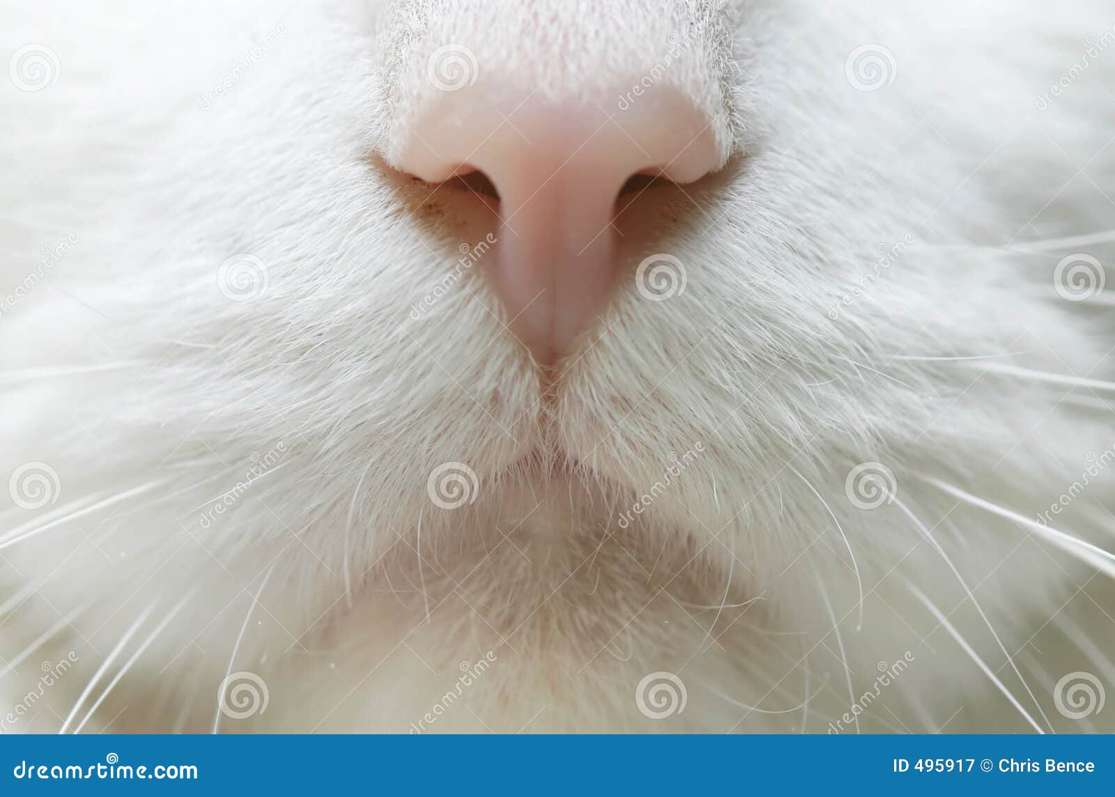 Cat Nose stock image. Image of love, kitty, soft, rescue - 495917