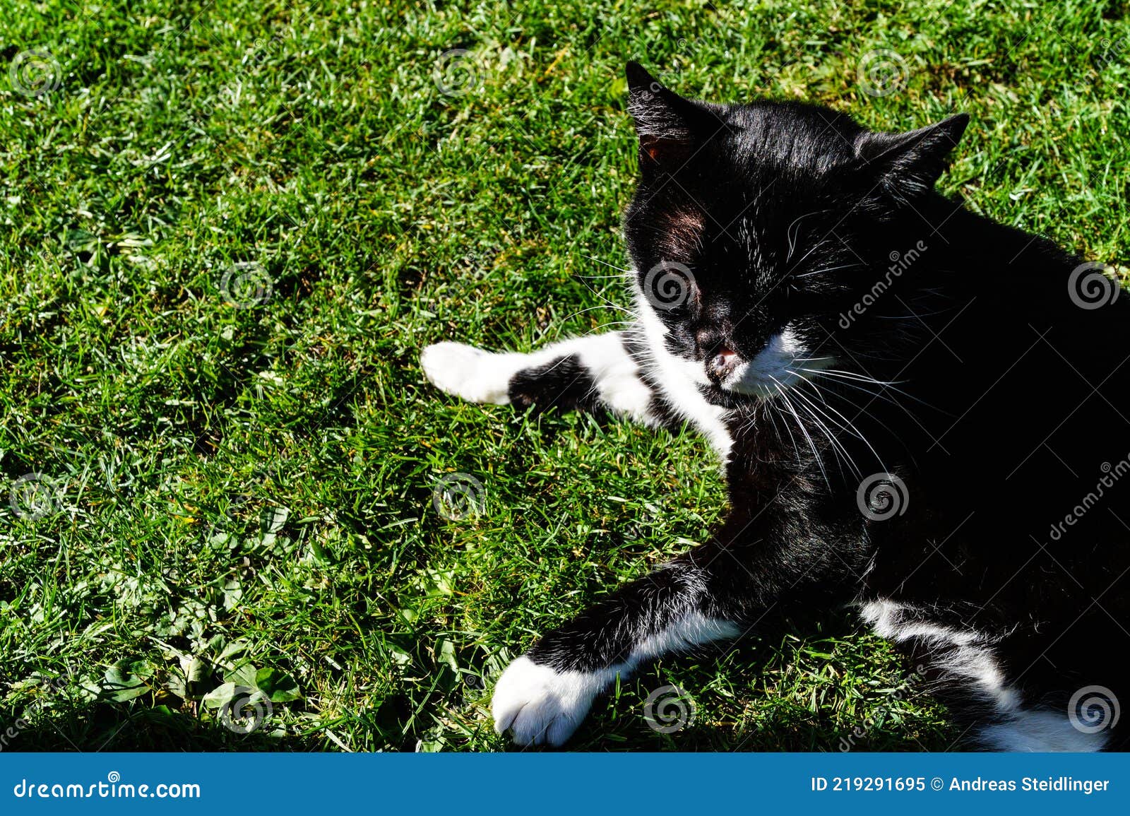 Cat without nose stock image. Image of problem, eyes - 219291695