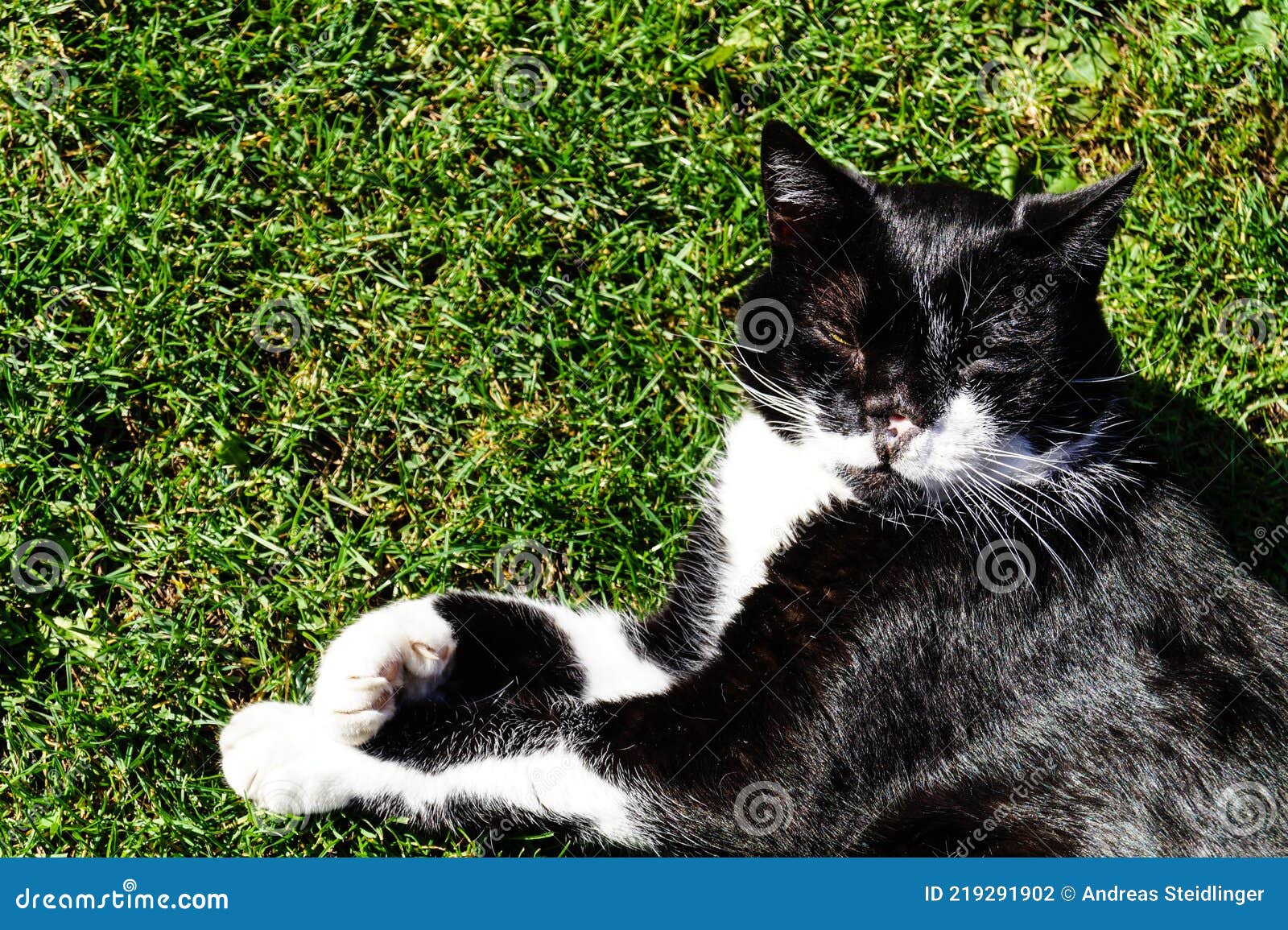 Cat without nose stock photo. Image of infect, animal - 219291902