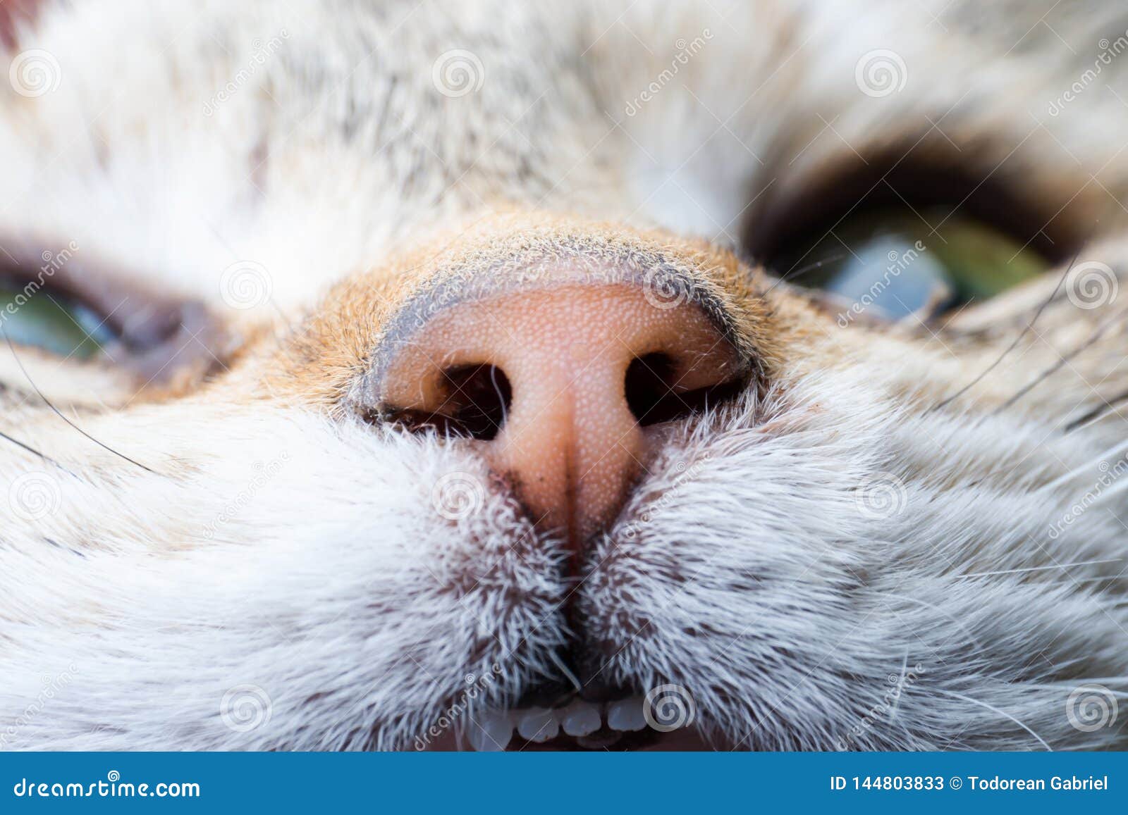 Cat Nose Closeup Front View Stock Image - Image of care, front: 144803833