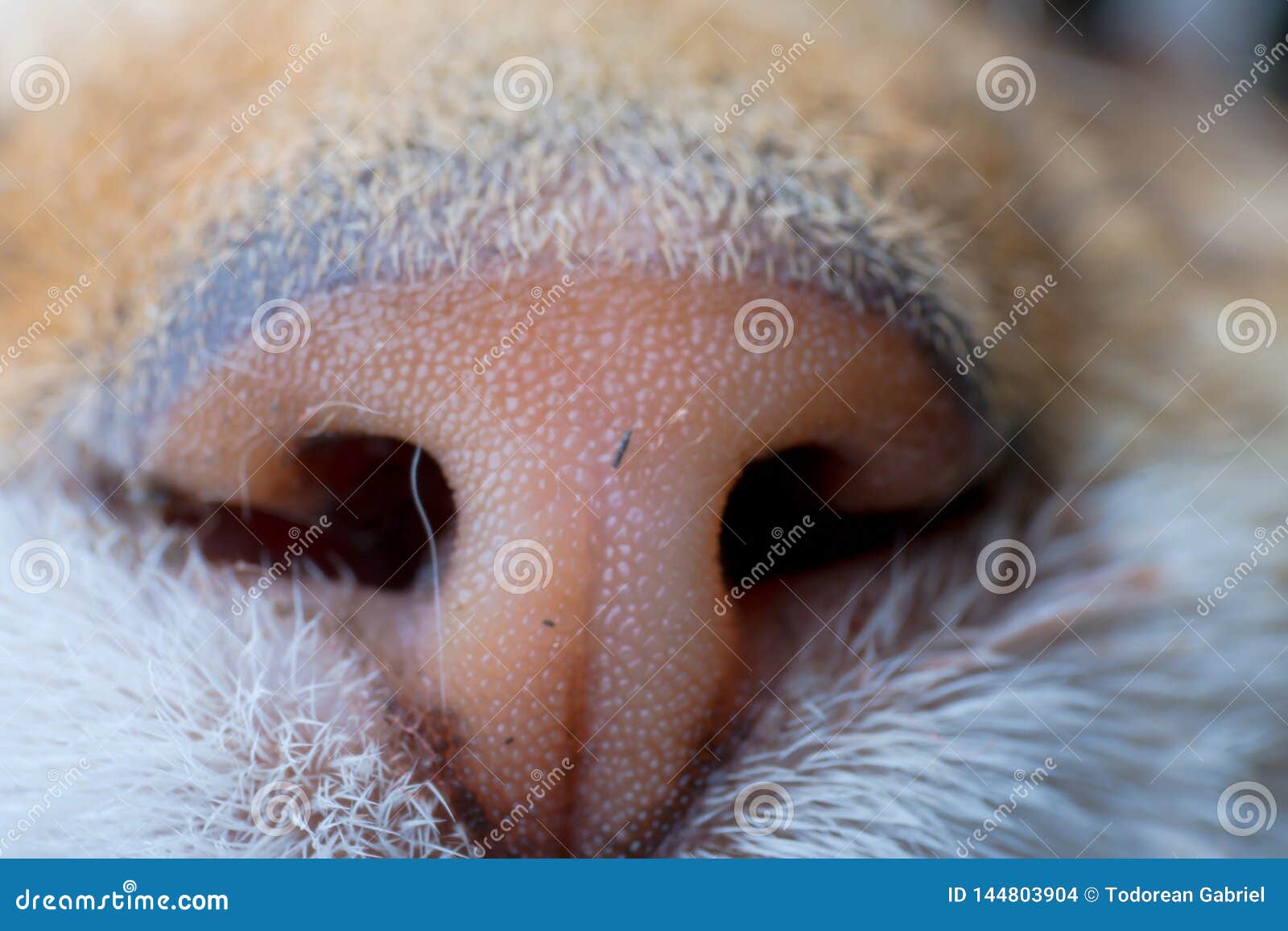 Cat Nose Closeup Front View Stock Photo - Image of medical, view: 144803904