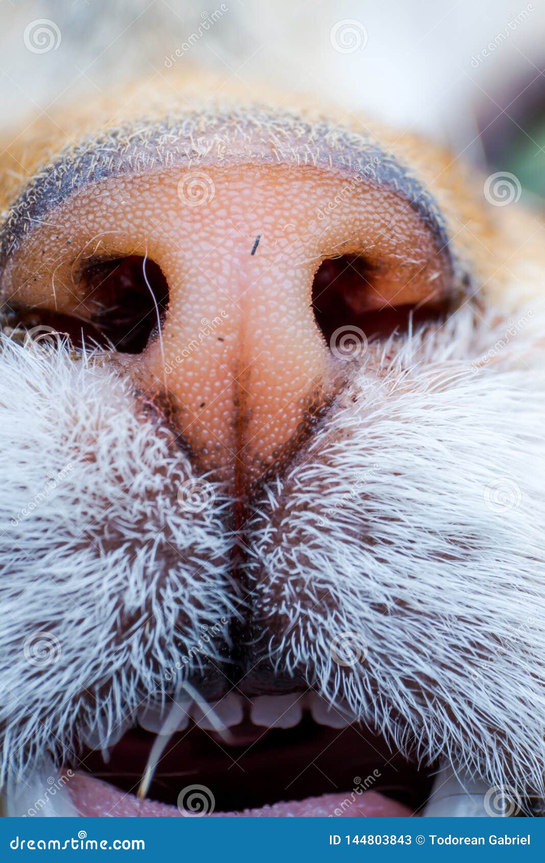 Cat Nose Closeup Front View Stock Image - Image of domestic, carnivore ...