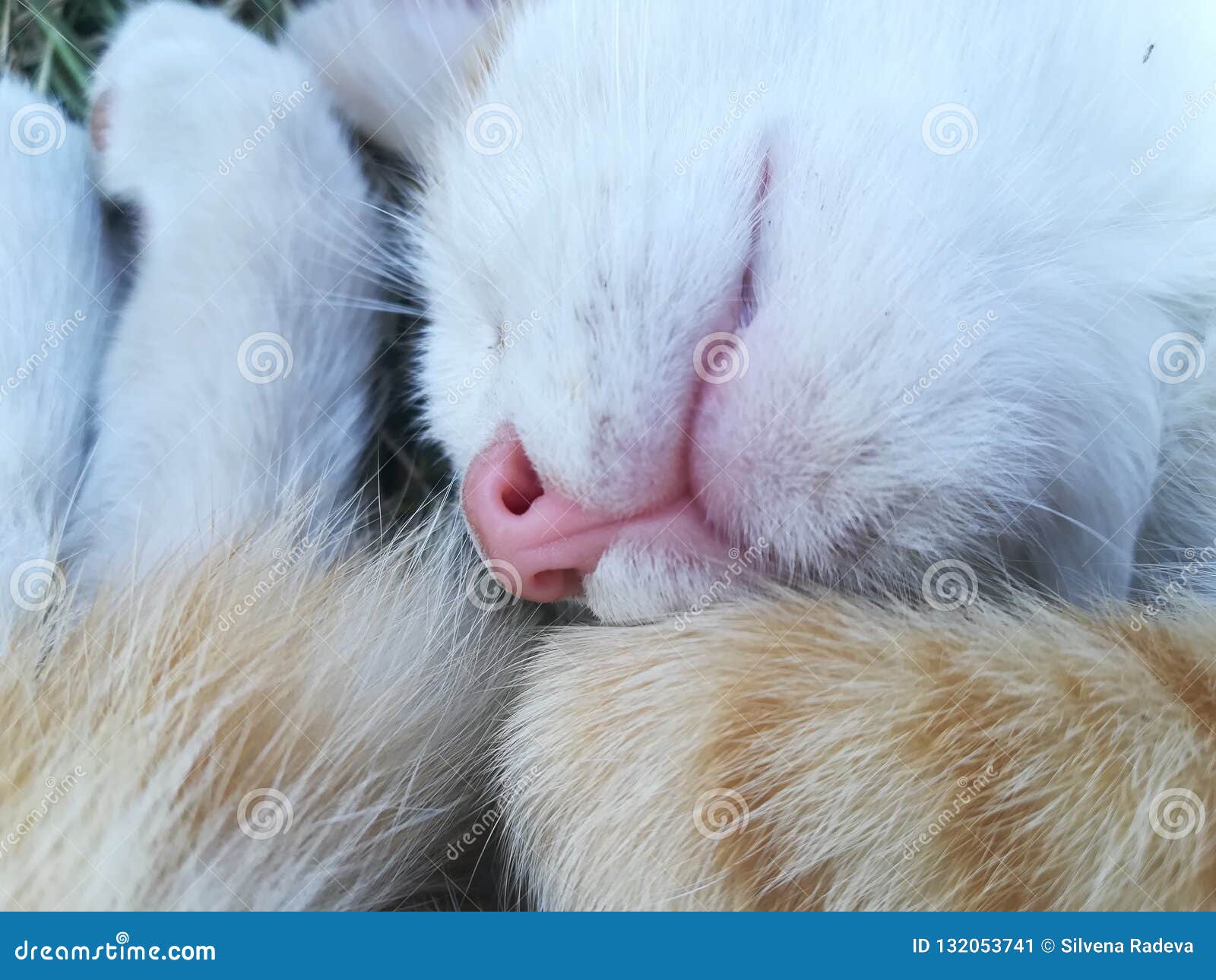 Cat nose pink stock image. Image of pink, nose, cute - 132053741