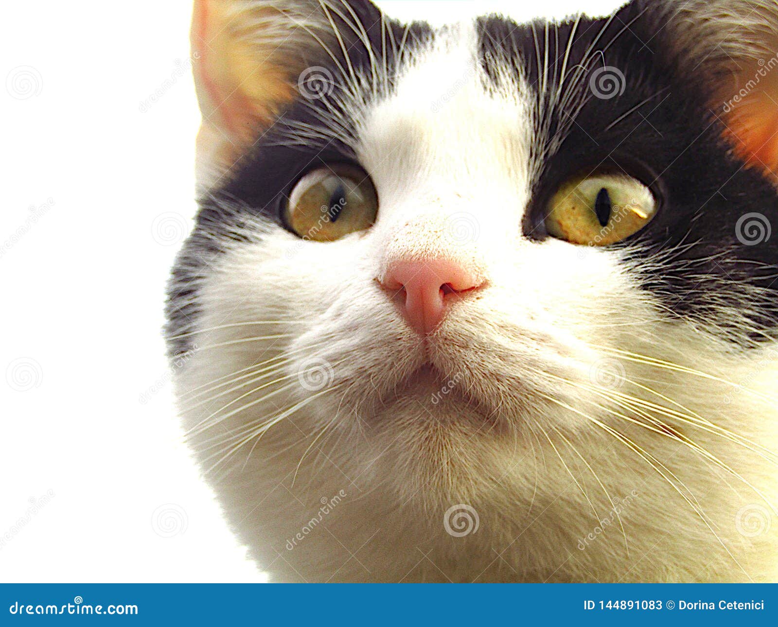 Royalty Free Images, Cartoons, Illustrations And Photos Designed By ...