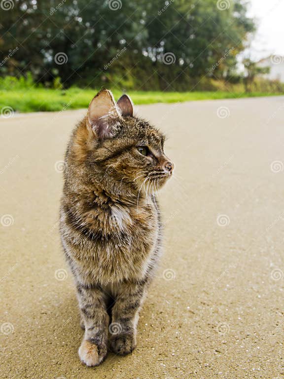 Cat observer stock image. Image of cuddly, playful, vain - 27291349