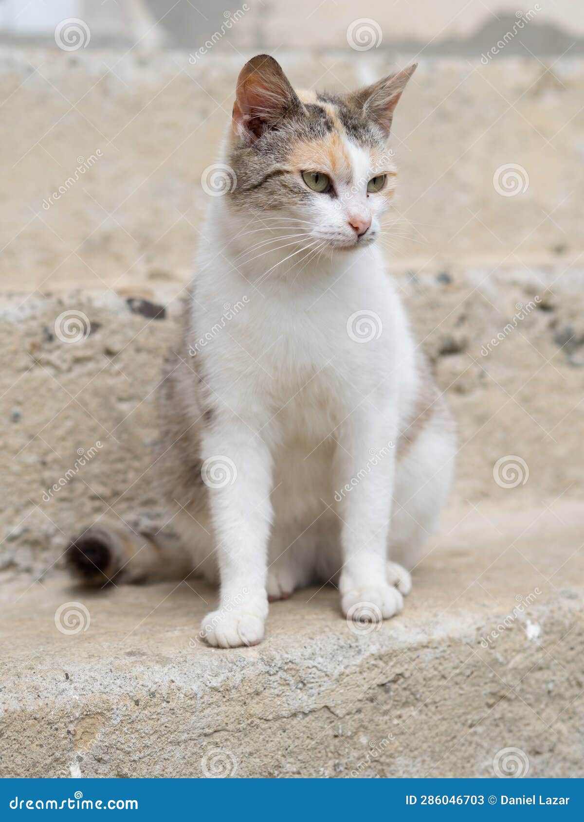 Portrait on a Cat Sitting on Stairs Stock Image - Image of sitting ...