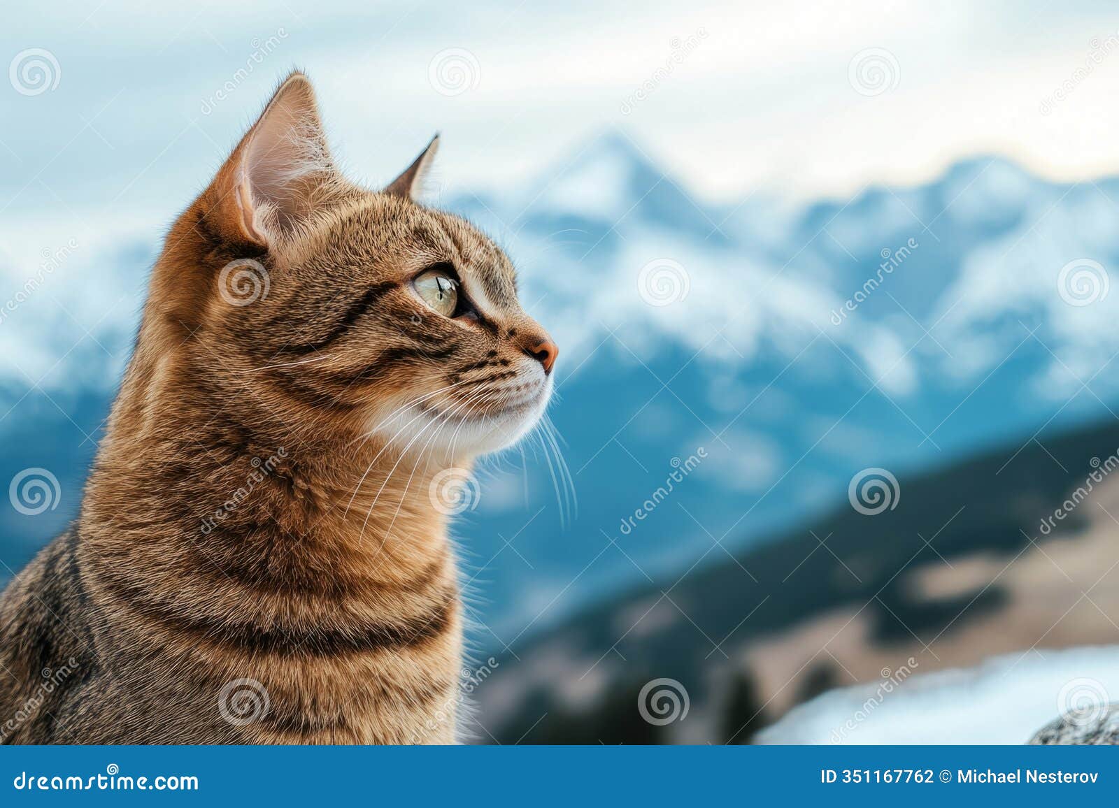 Cat Observing Mountain Scenery in Bright Sunlight Stock Photo - Image ...