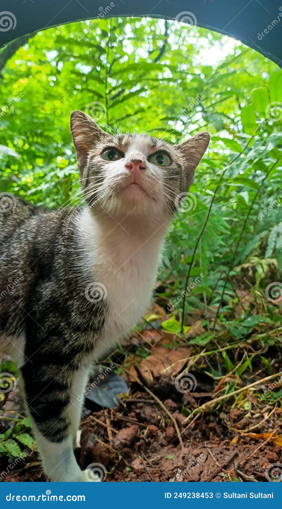 A Cat is Observing the Situation in a Garden Stock Image - Image of ...