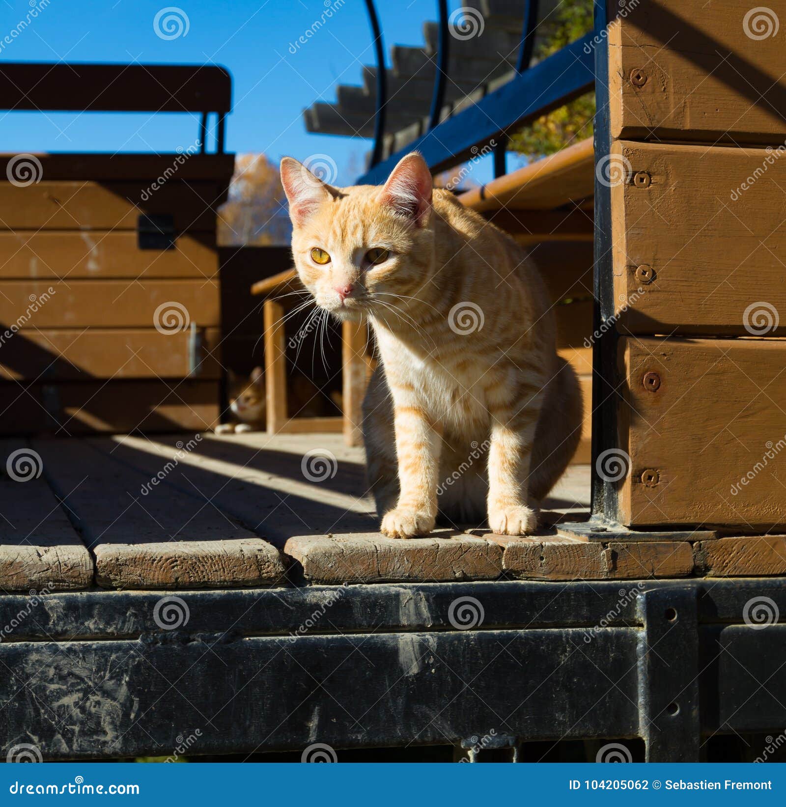 Cat observing the yard stock photo. Image of attentive - 104205062