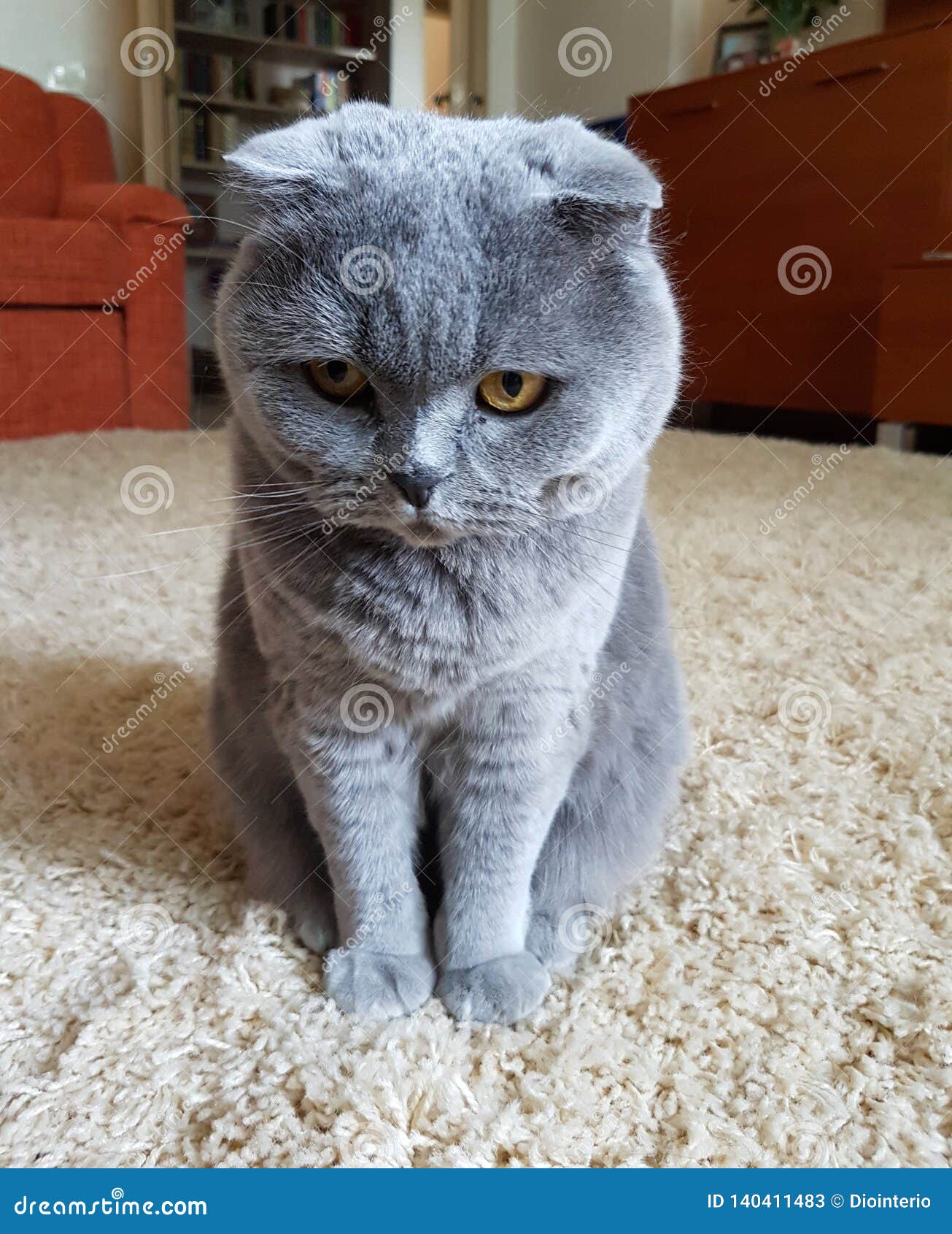 The cat offended stock image. Image of favorite, gentle - 140411483