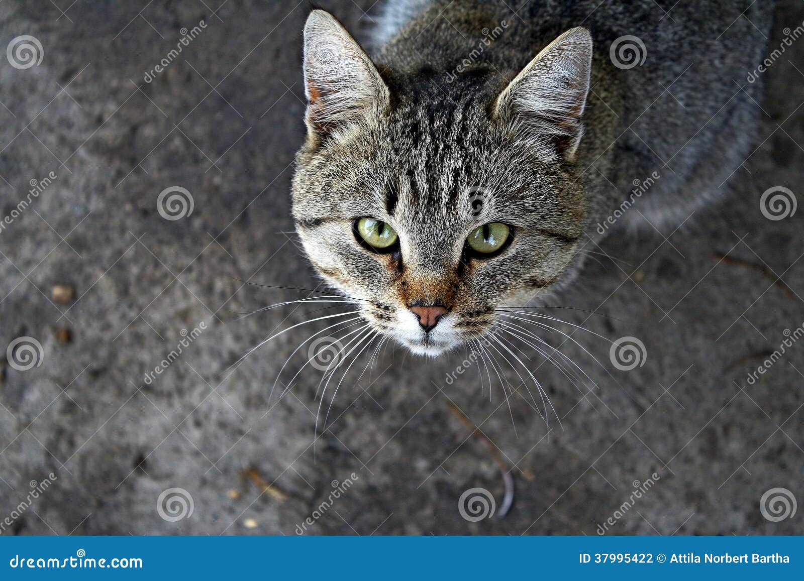 Cat in offensive position stock photo. Image of kitty - 37995422