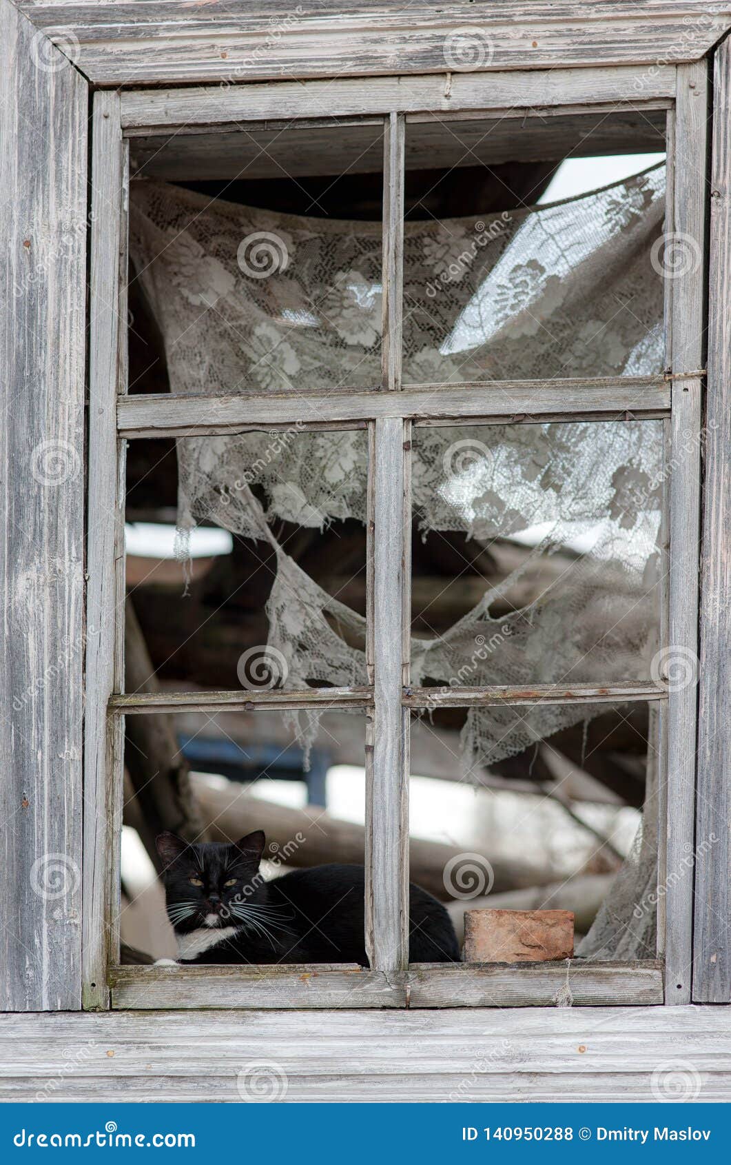 Cat in an old house stock photo. Image of eyes, buildings - 140950288