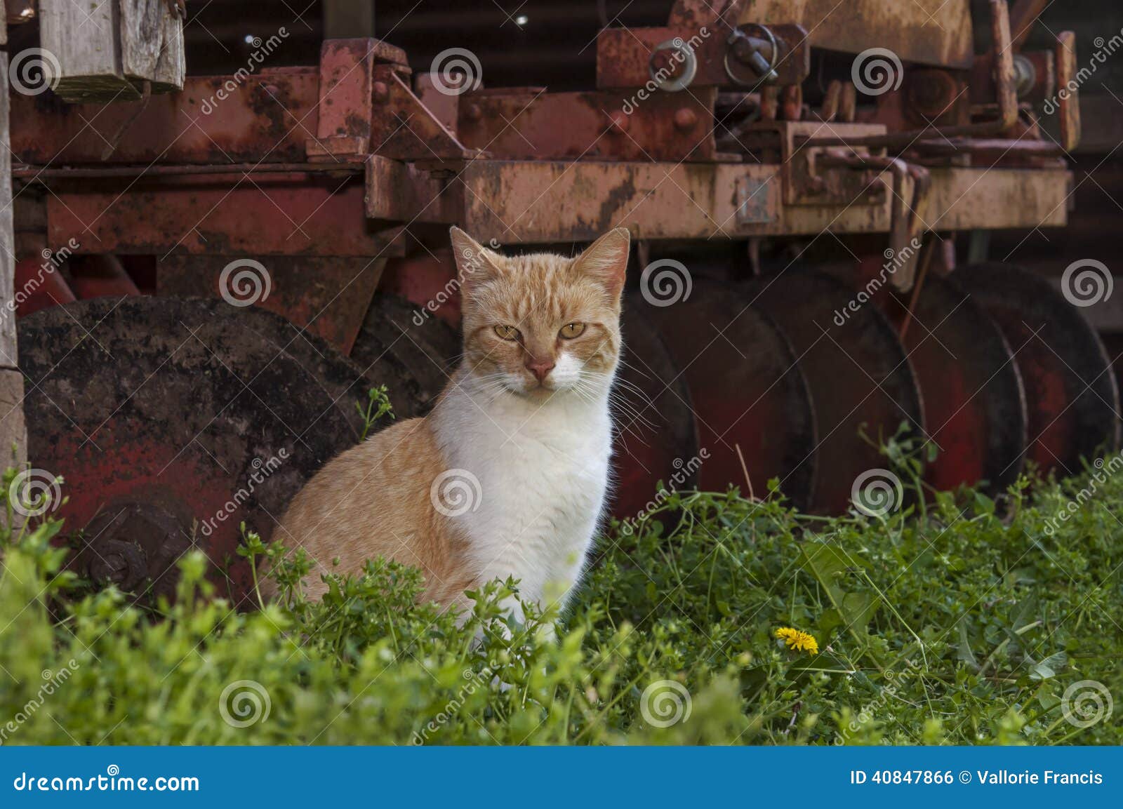 Cat by old rusty disk stock photo. Image of disking, kitty - 40847866