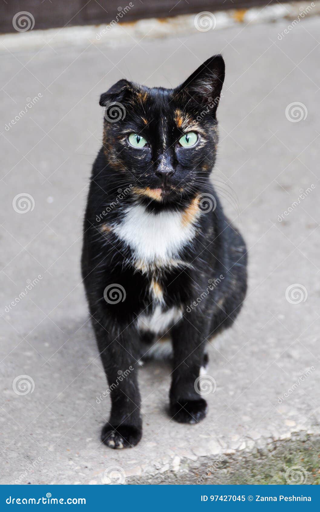 Cat with one ear stock image. Image of black, hunter - 97427045
