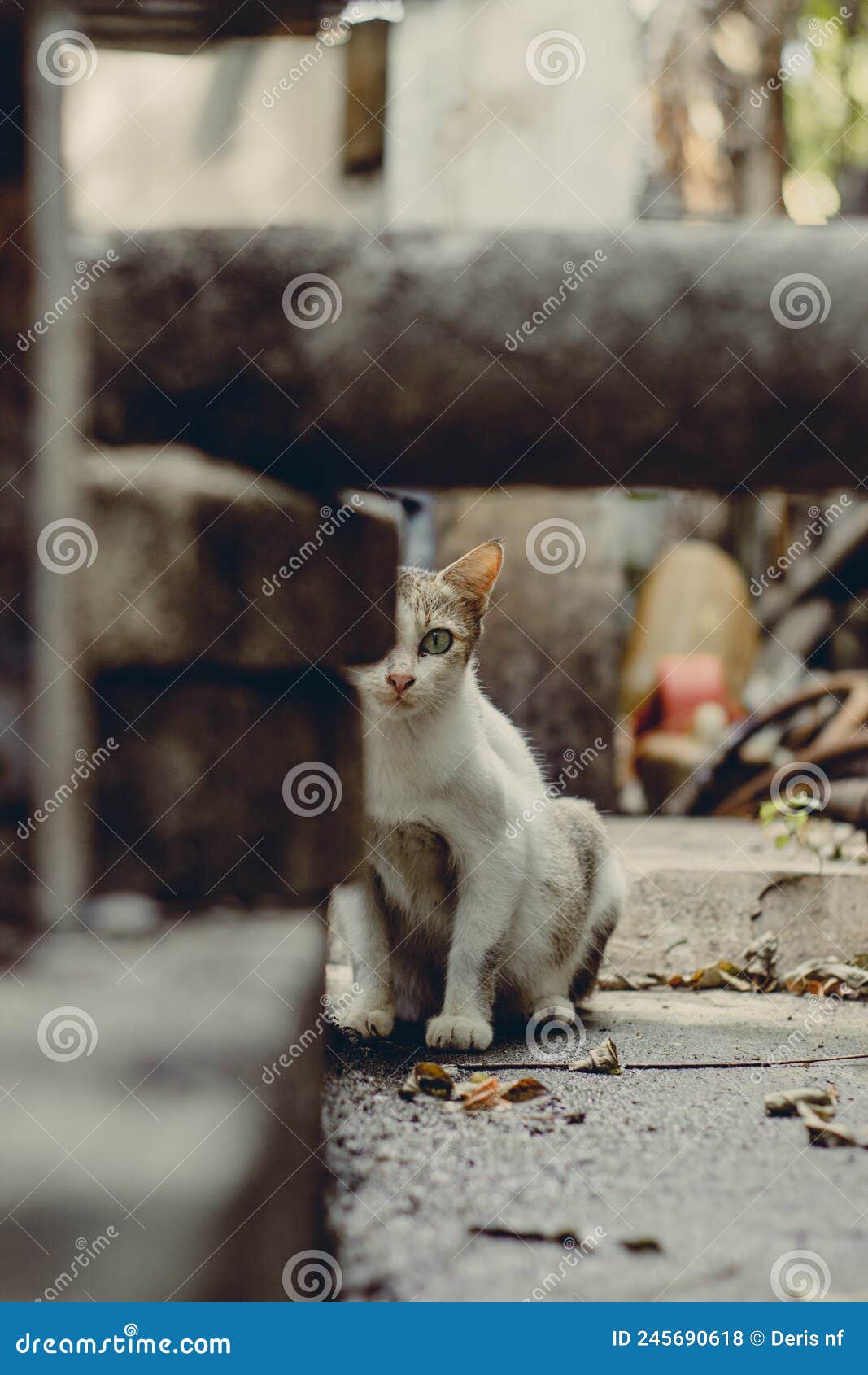 Cat with one eye closed stock photo. Image of closed - 245690618