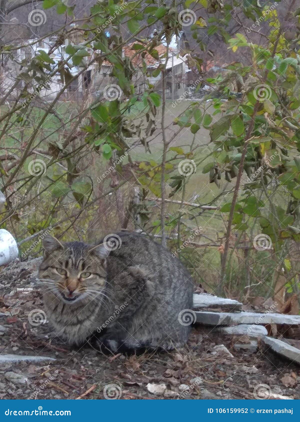 Cat stock photo. Image of camera, staring, open, moth - 106159952