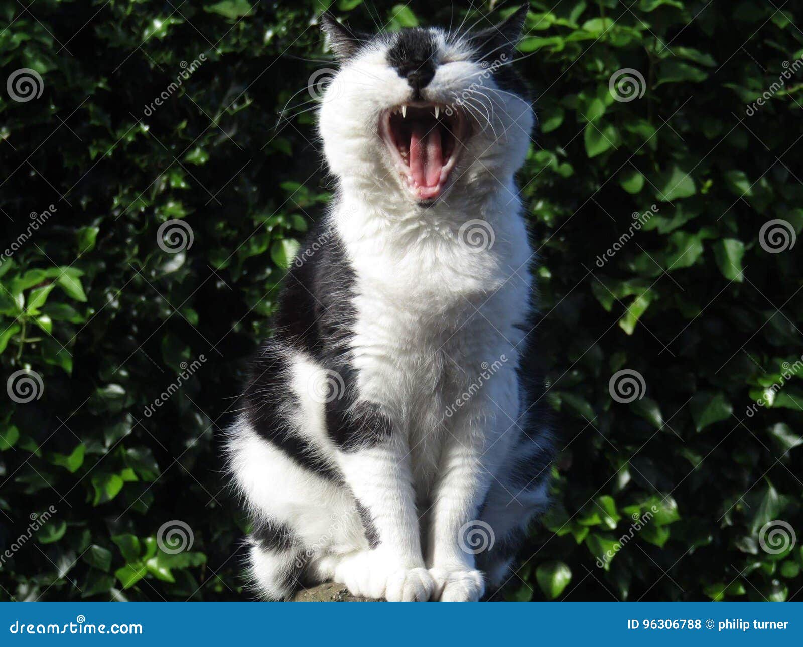 Cat1 stock photo. Image of mouth, cat1, animals, open - 96306788