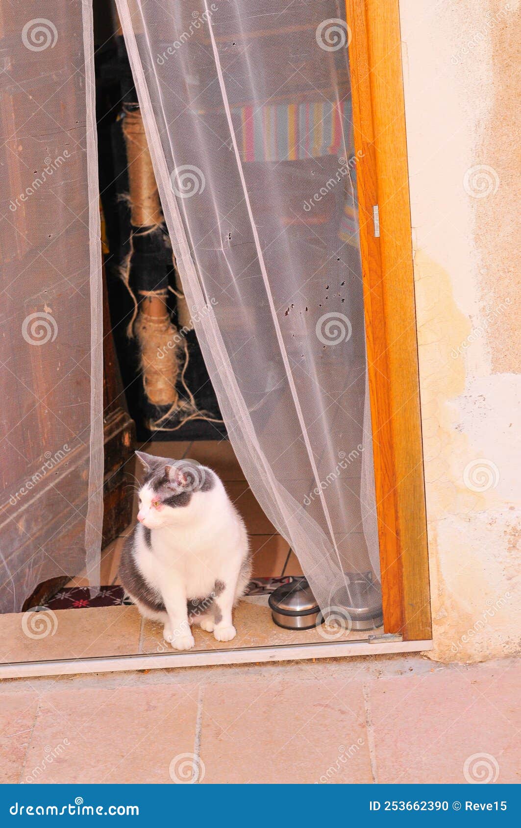 Cat on open window sile stock photo. Image of open, view - 253662390