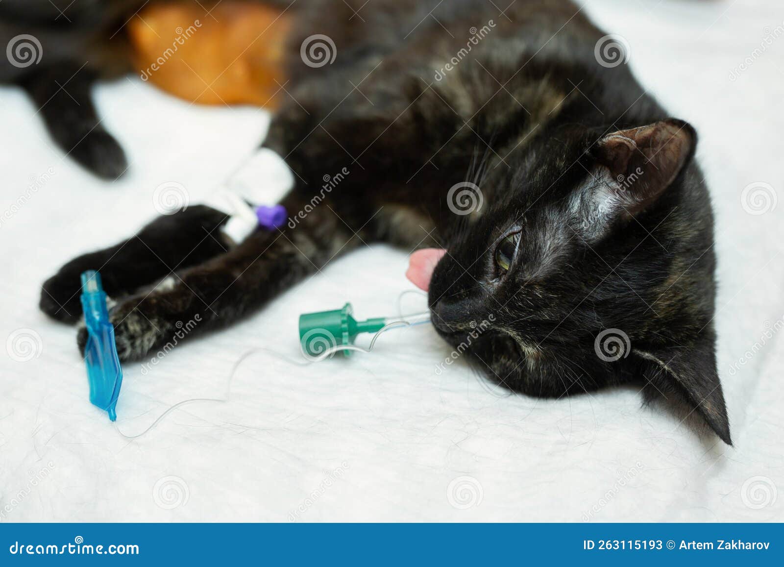 The Cat on the Operating Table in a Veterinary Clinic. Veterinarian ...