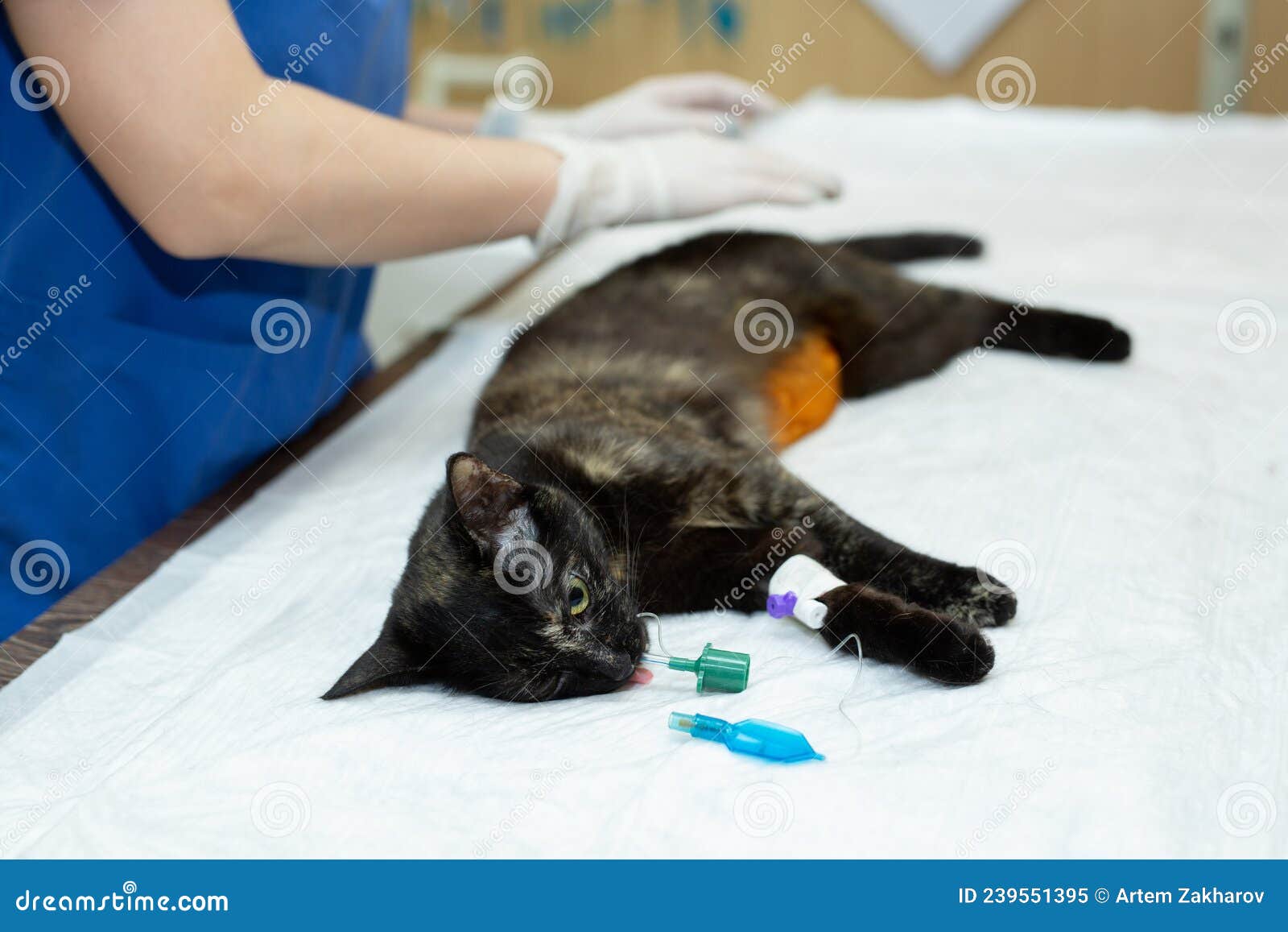 The Cat on the Operating Table in a Veterinary Clinic. Veterinarian ...
