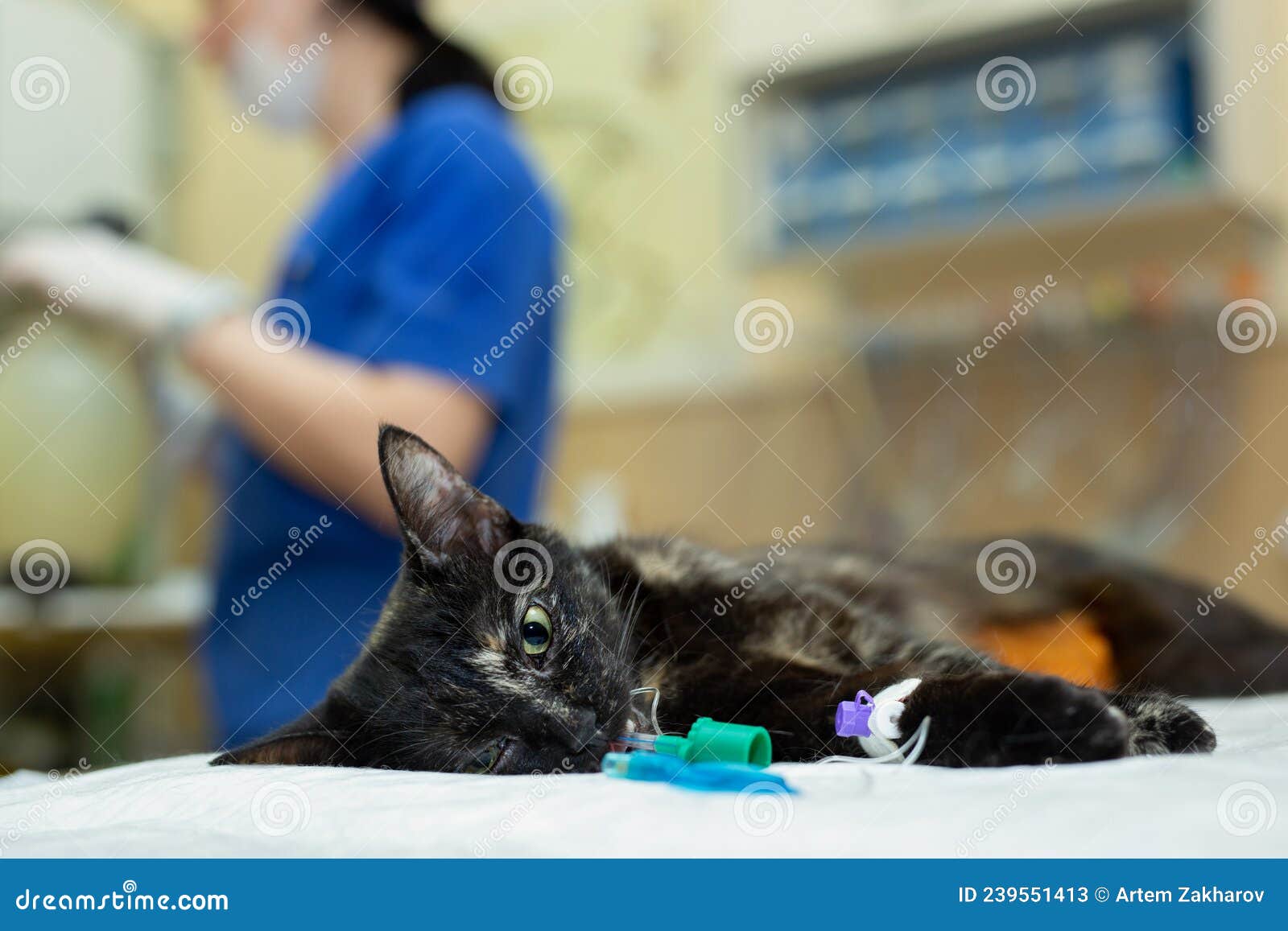 The Cat on the Operating Table in a Veterinary Clinic. Veterinarian ...