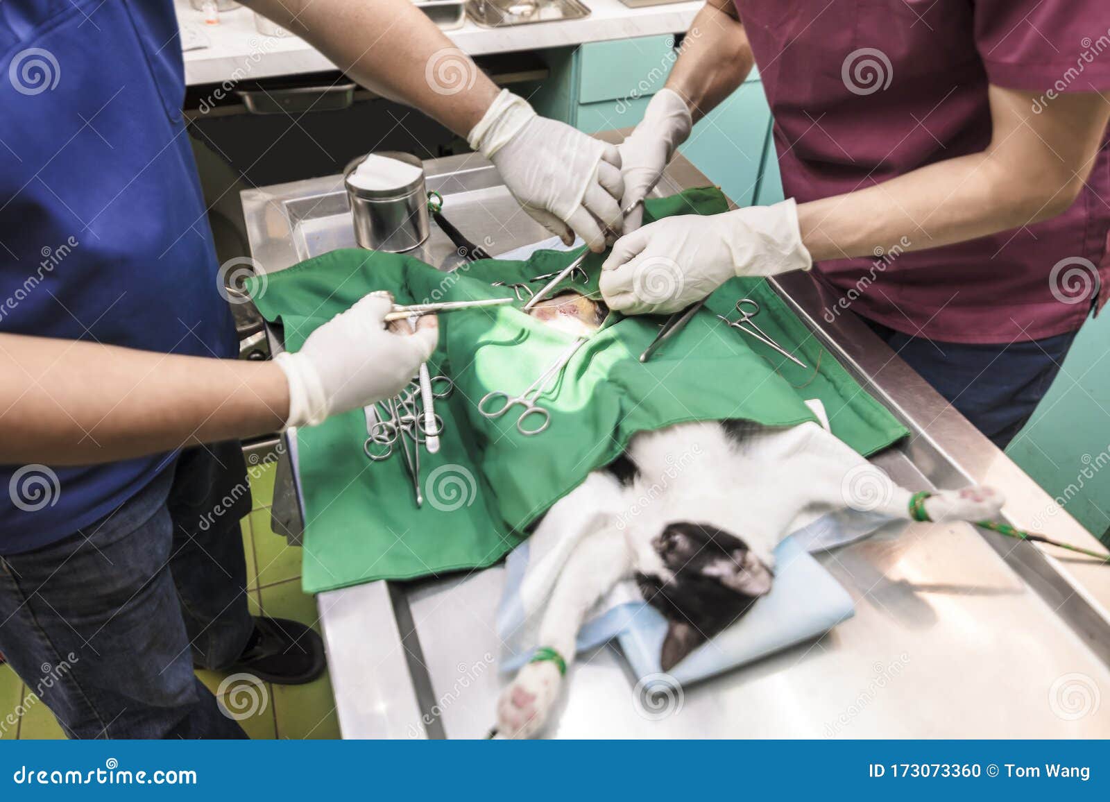 Cat on the Operating Table and Veterinary Surgery Stock Photo - Image ...