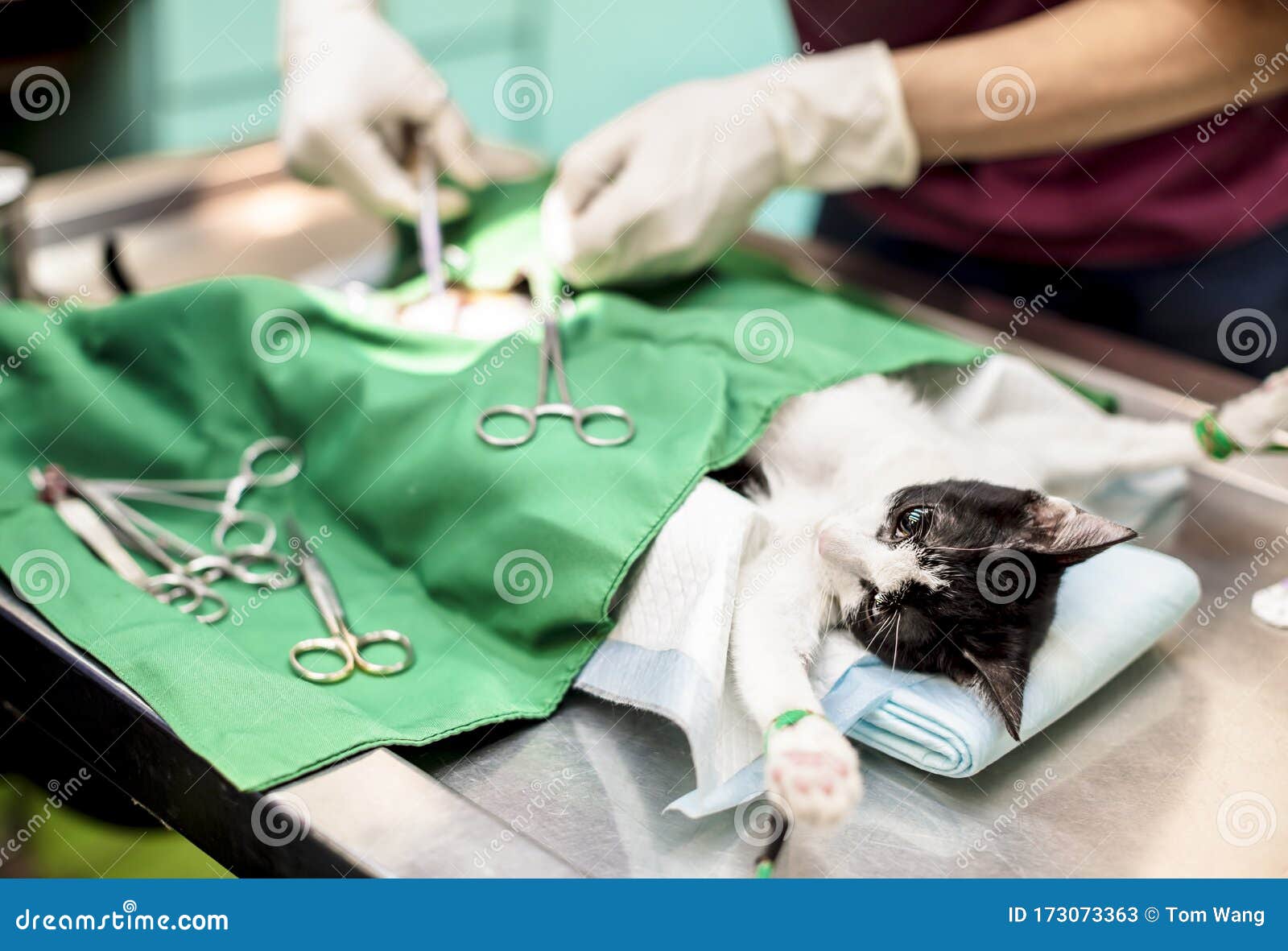 Cat on the Operating Table and Veterinary Surgery Stock Image - Image ...