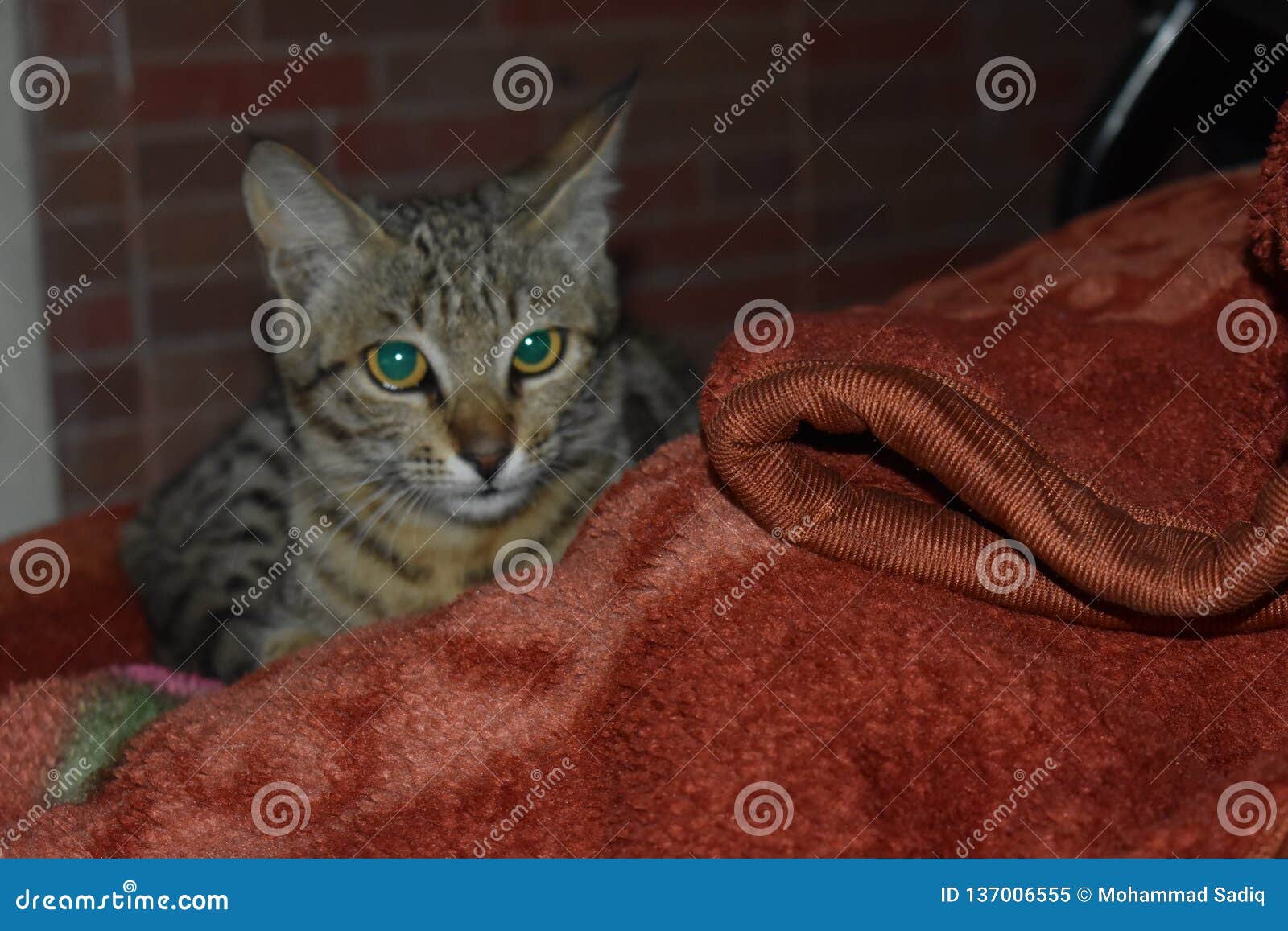 Cat stock image. Image of nikon, clicked, size, original - 137006555