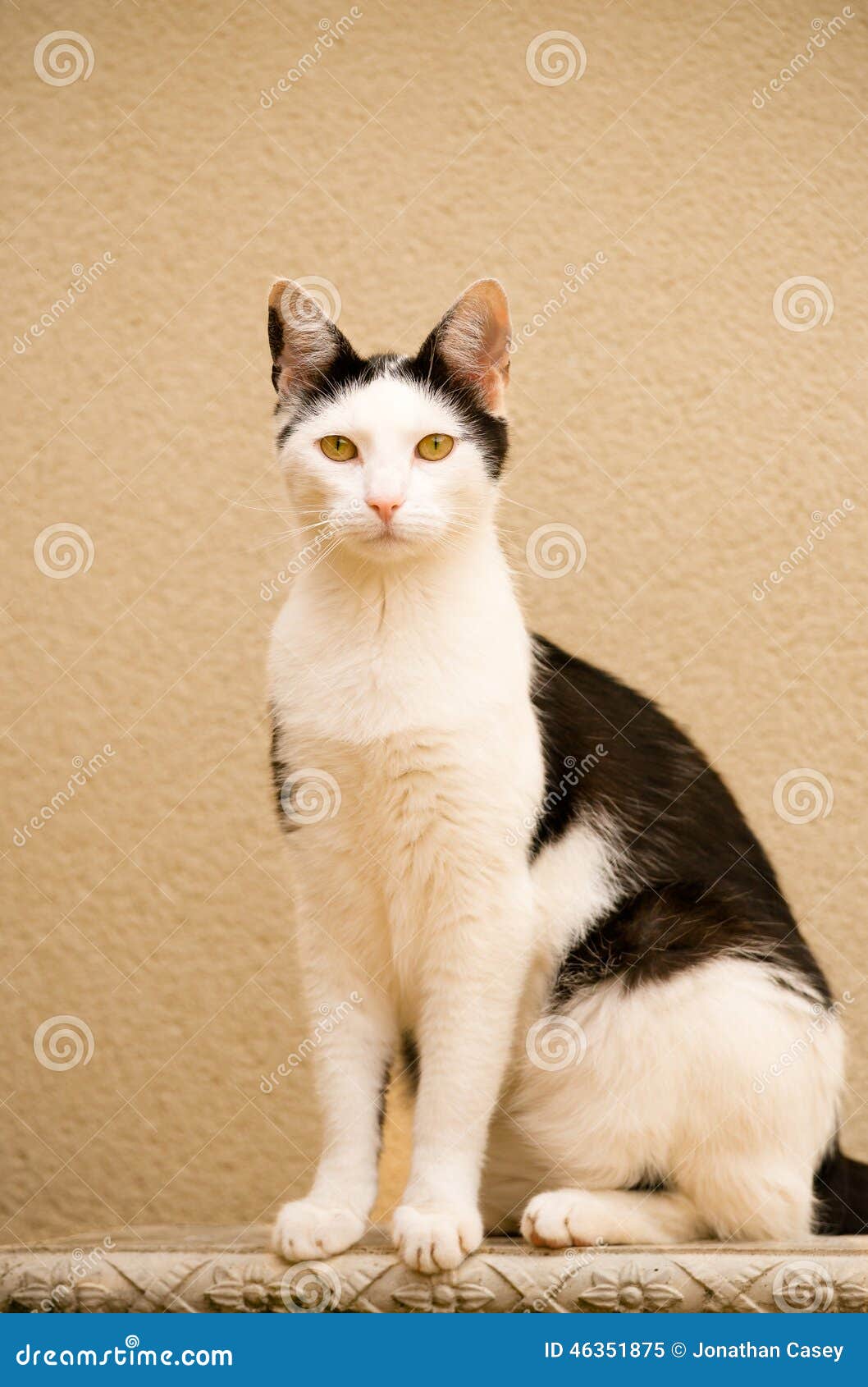 Cat on Ornate Bench Blanca Y Negra Alta Imagen de archivo - Imagen de ...