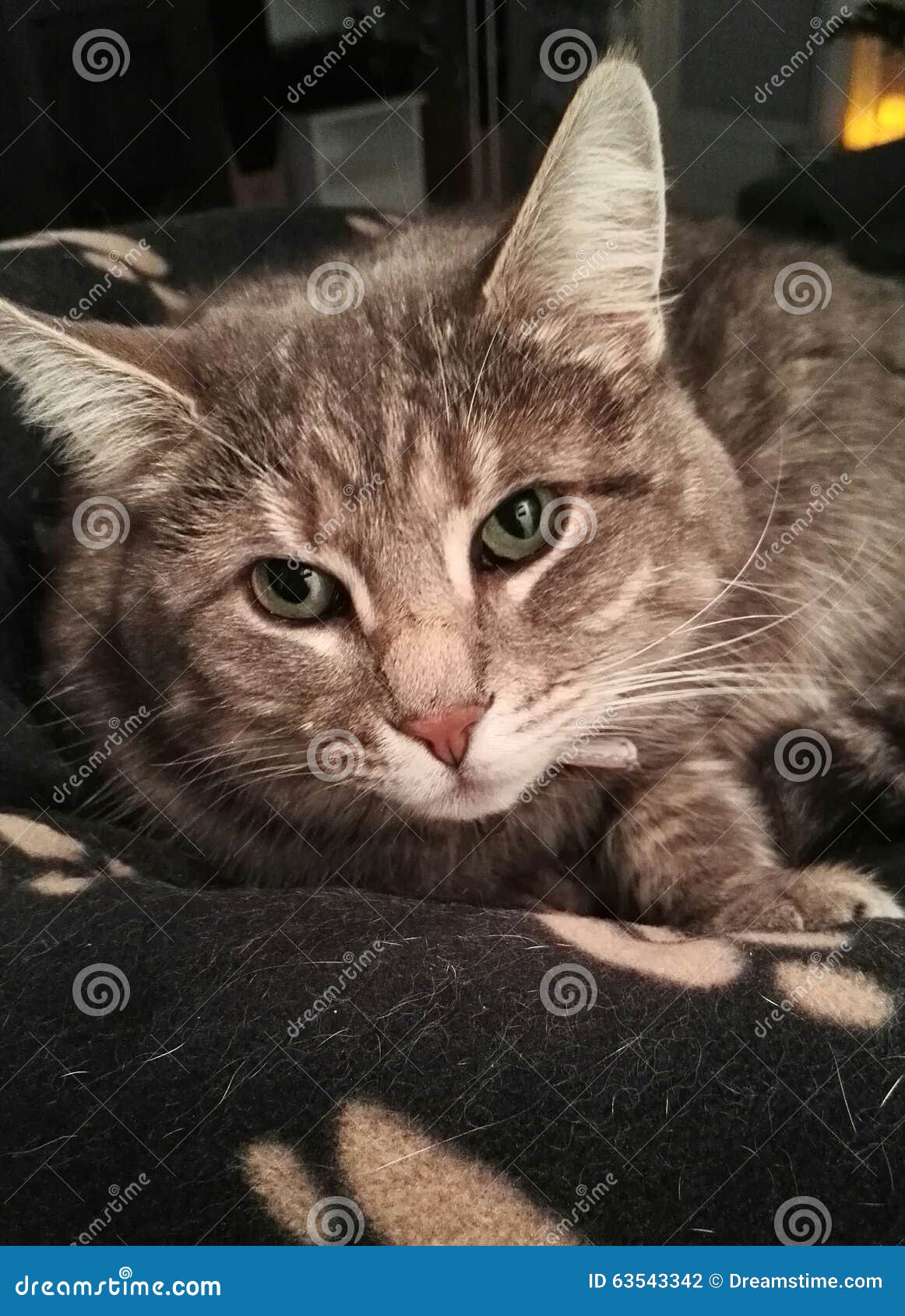Cat stock photo. Image of cute, sara, cuddling, sweet - 63543342