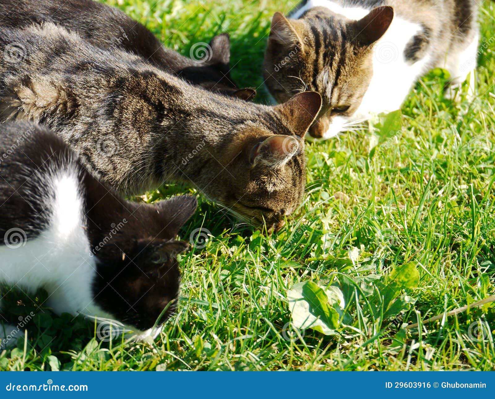 Cat outside stock photo. Image of domestic, play, home - 29603916